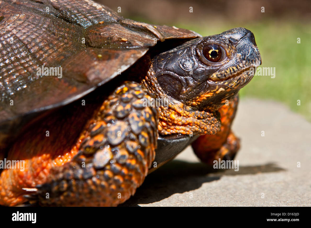 Endangered animals of north america hi-res stock photography and images ...