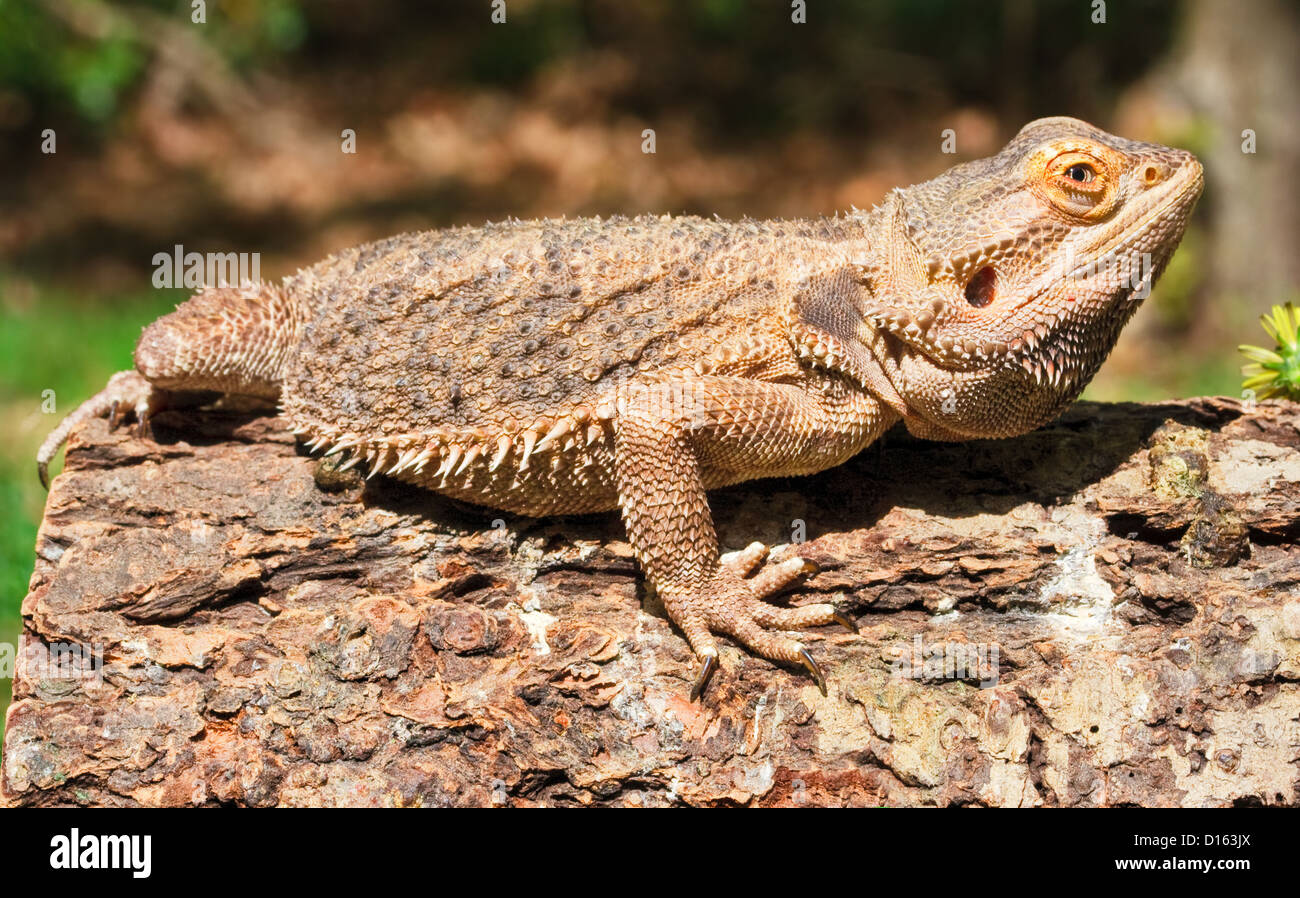 Bearded dragons lizards hi-res stock photography and images - Alamy