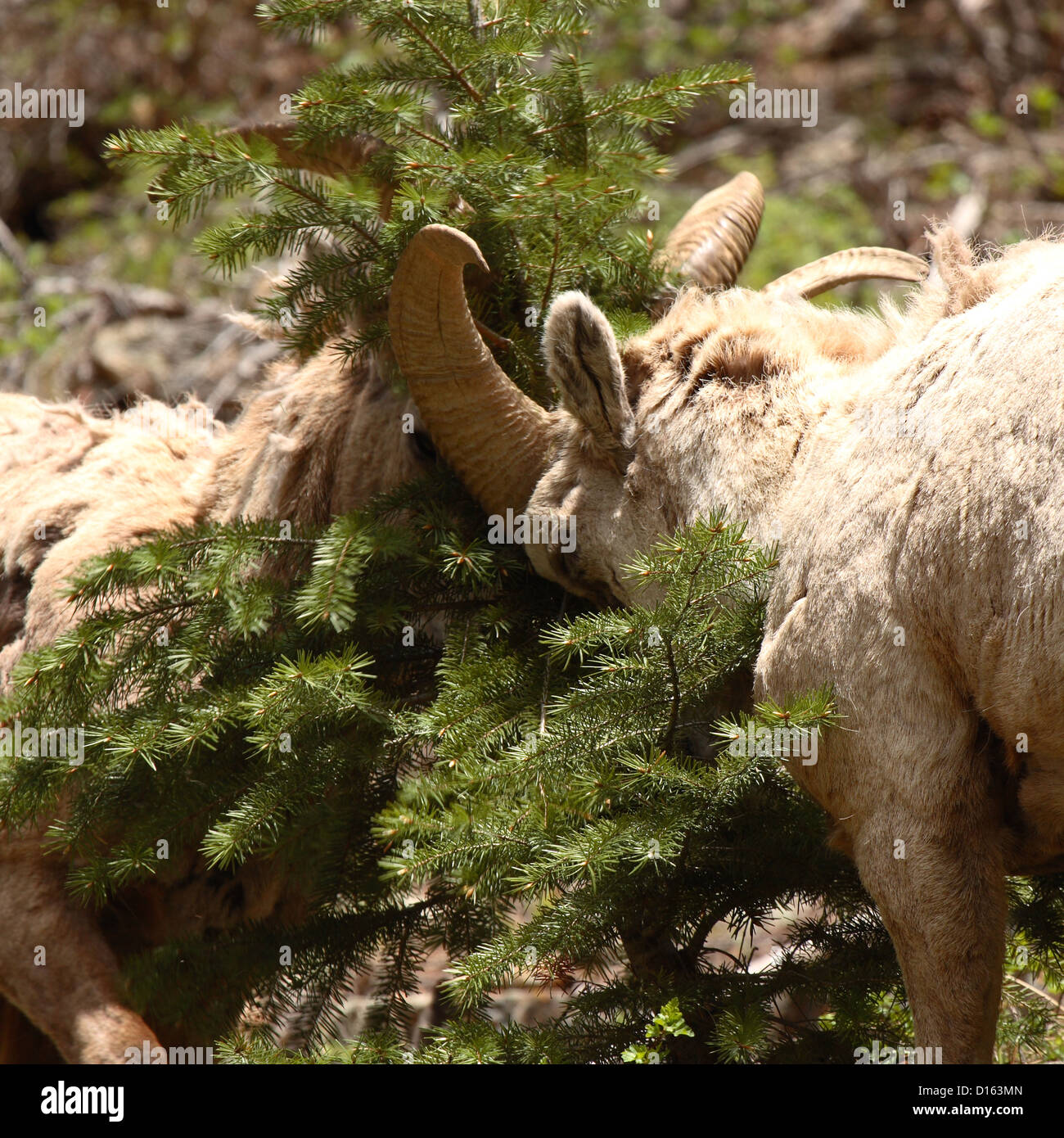 Bighorn sheep fighting hi-res stock photography and images - Alamy