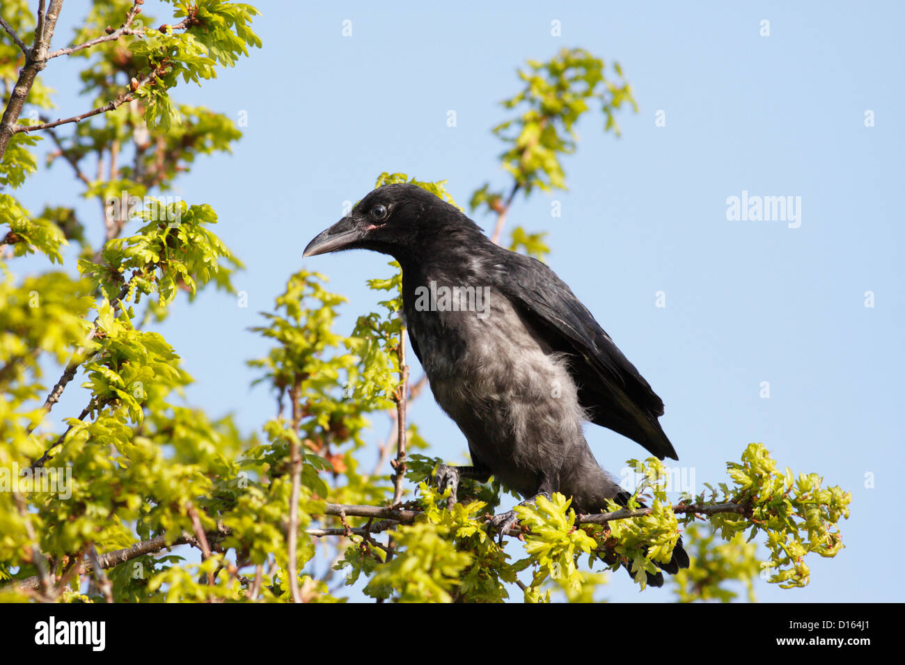 Juvenile crow hi-res stock photography and images - Alamy