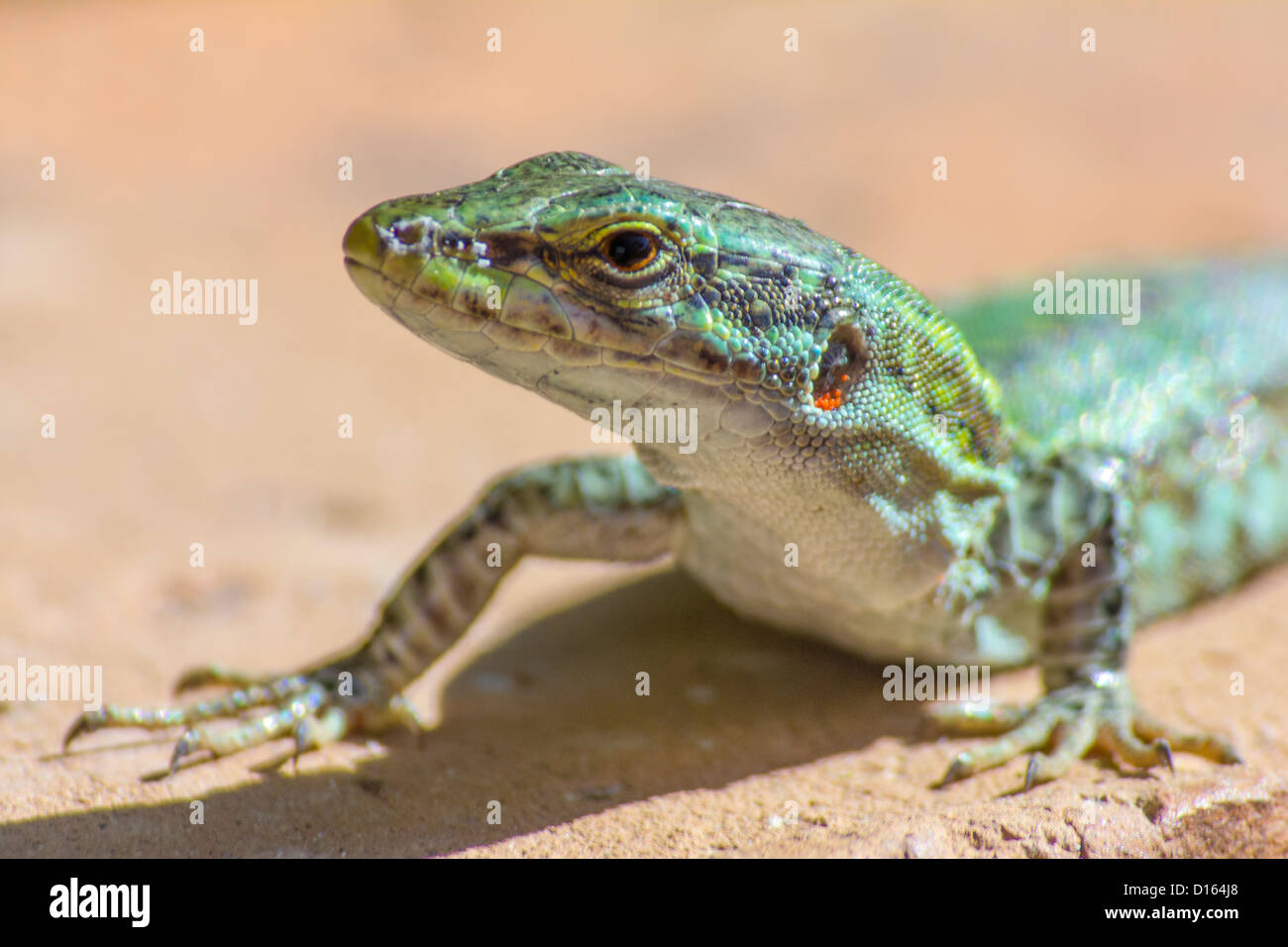 Sicilian wall lizard hi-res stock photography and images - Alamy