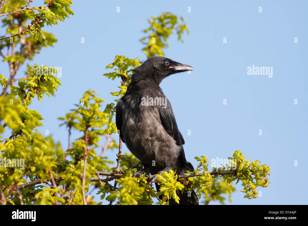 Young Carrion Crow (Corvus corone), Inverness, Highlands, Scotland, UK ...