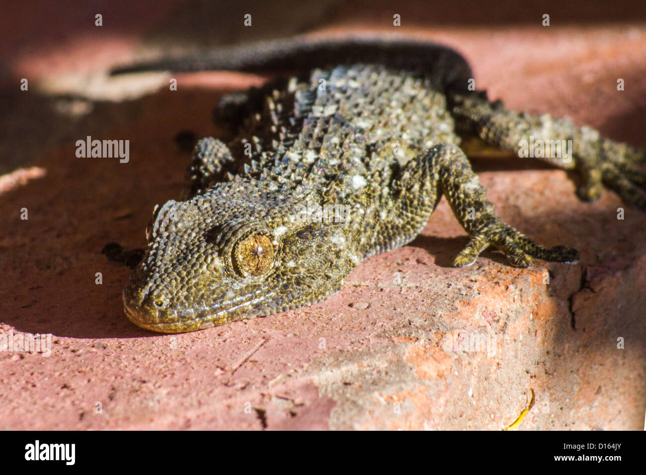 Portrait of a Gekko Stock Photo - Alamy