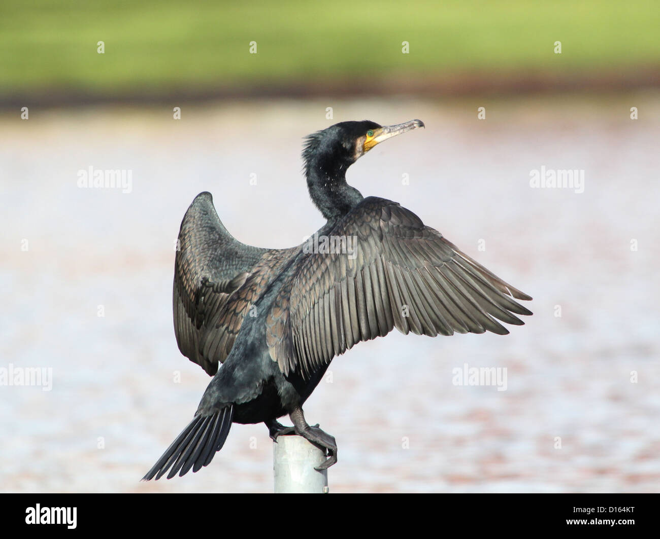 Portrait of a European great cormorant sitting on a pole with spread ...