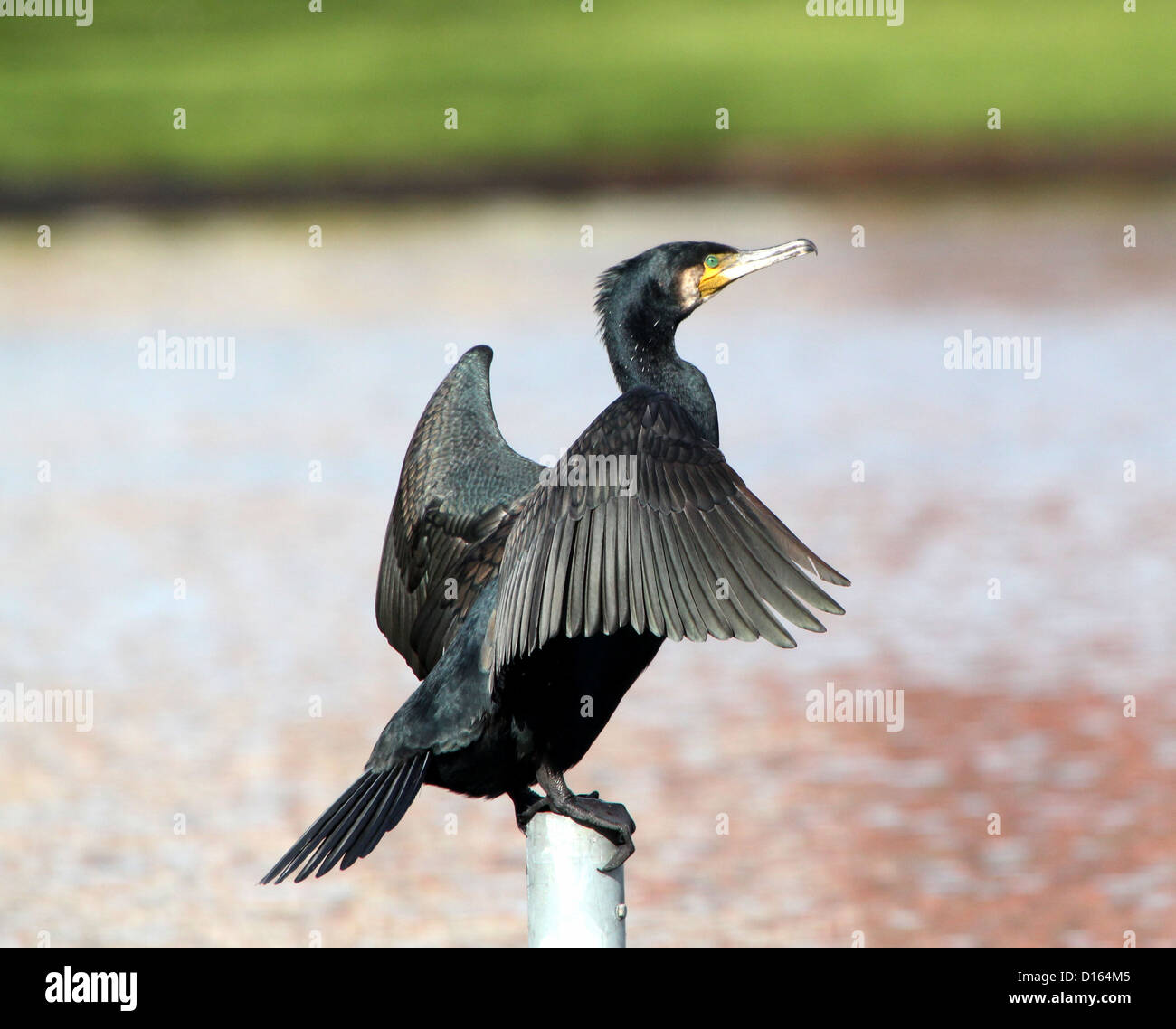 Portrait of a European great cormorant sitting on a pole with spread ...