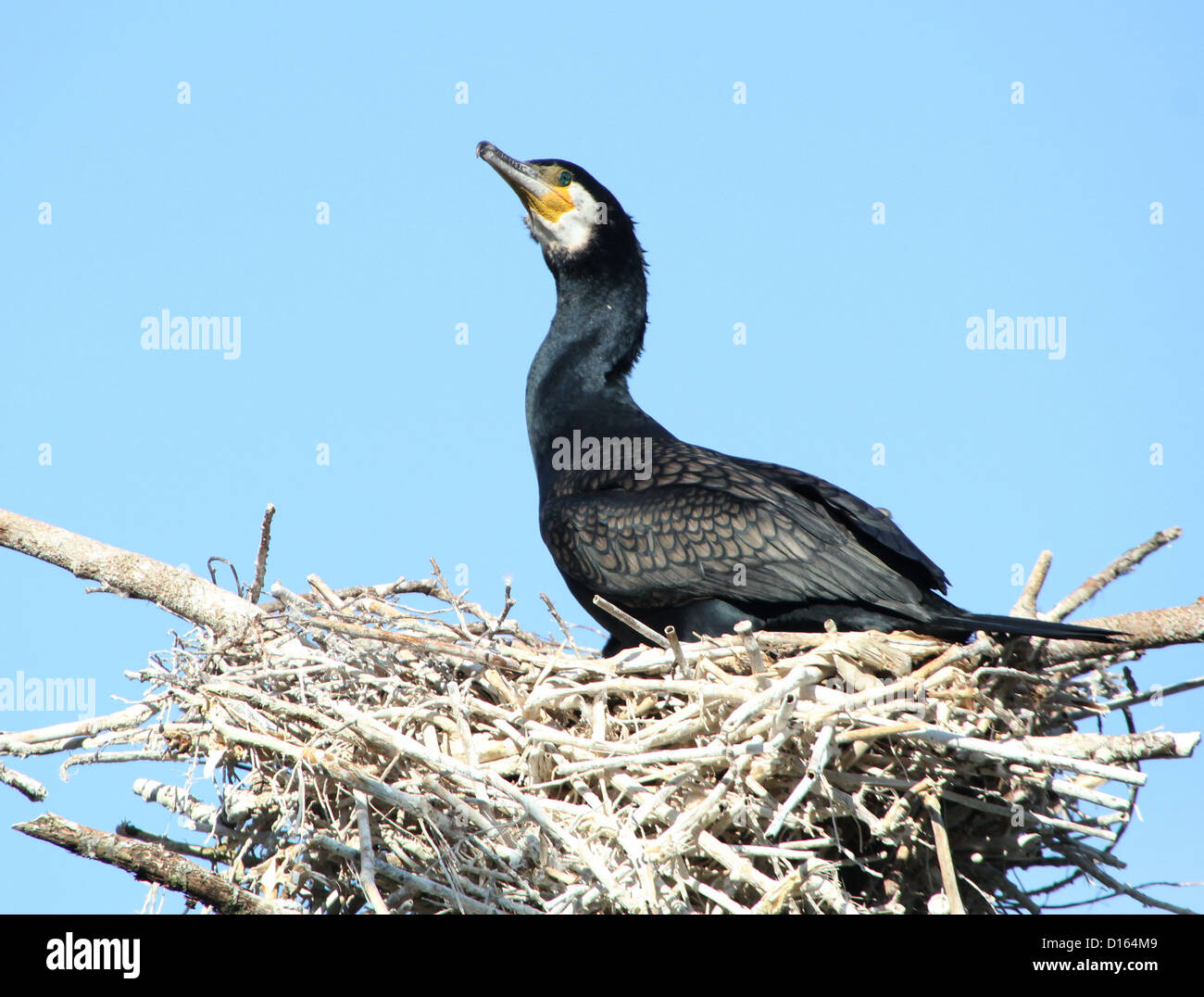 Portrait of a European great cormorant sitting on the nest Stock Photo ...