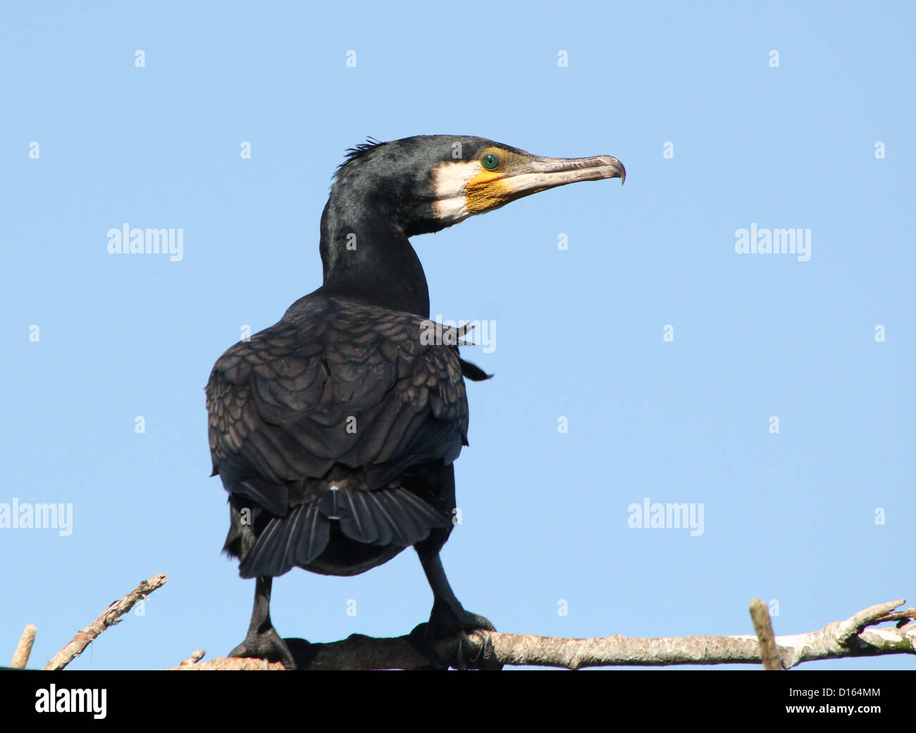 Portrait of a European great cormorant posing on a branch, with his ...