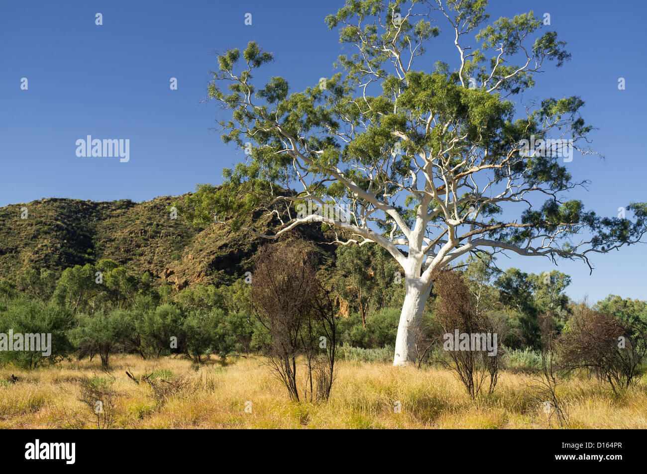 Giant ghost gum near Trephina Gorge in East MacDonnell Ranges east of ...