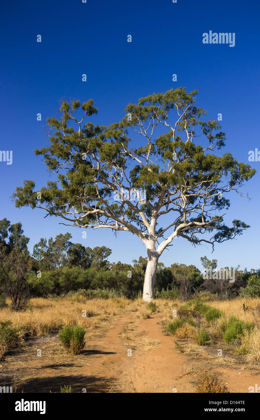 Ghost gum tree hi-res stock photography and images - Alamy
