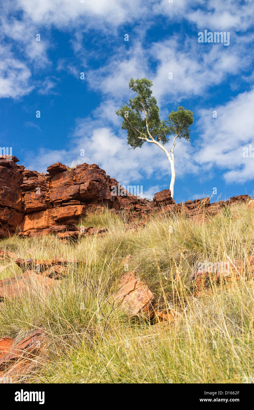 Ghost Gum Tree Stock Photos & Ghost Gum Tree Stock Images - Alamy