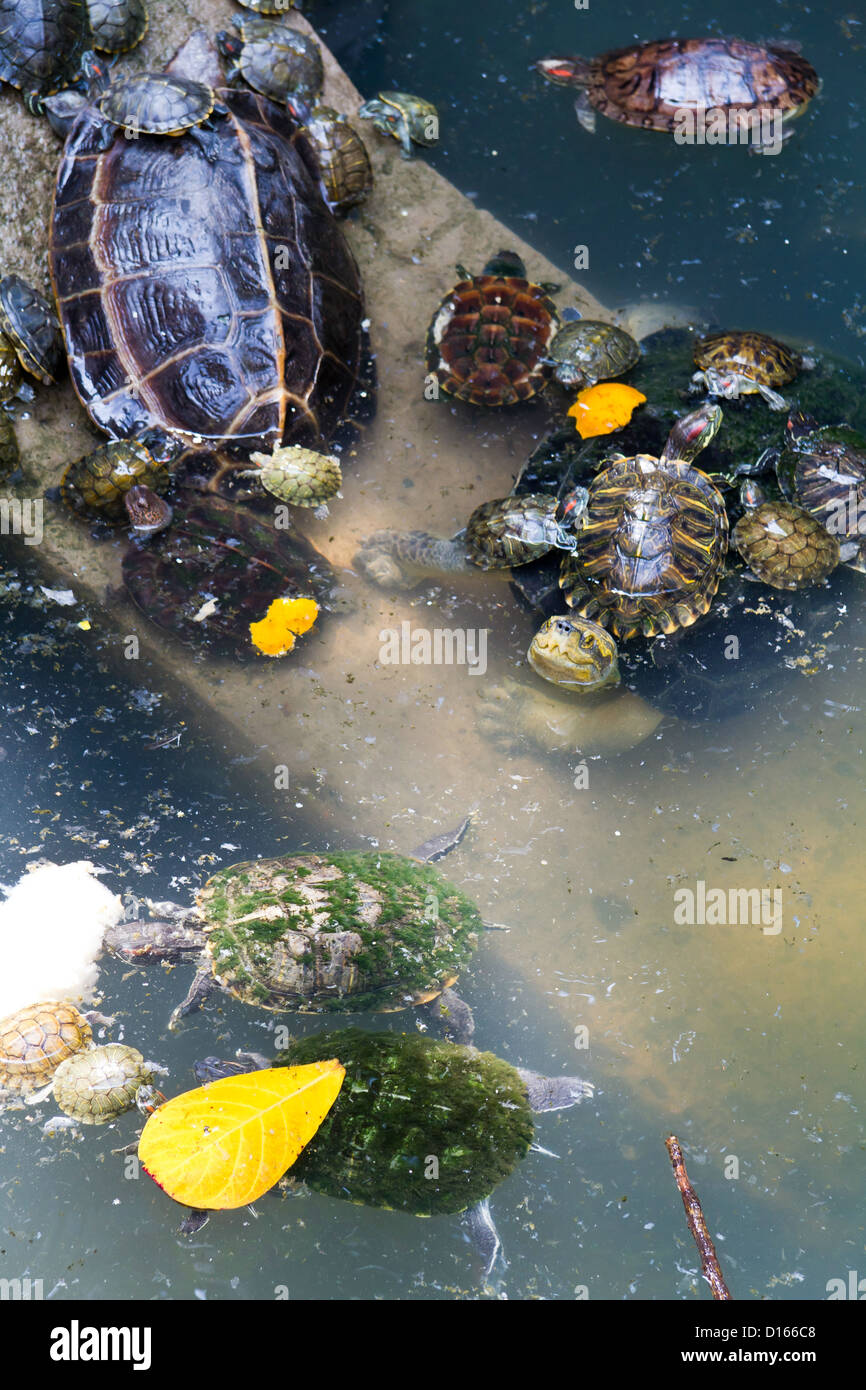 Vietnamese pond turtle hi-res stock photography and images - Alamy