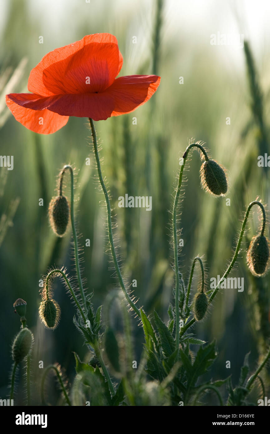 Red poppy close-up into the cereals Stock Photo - Alamy