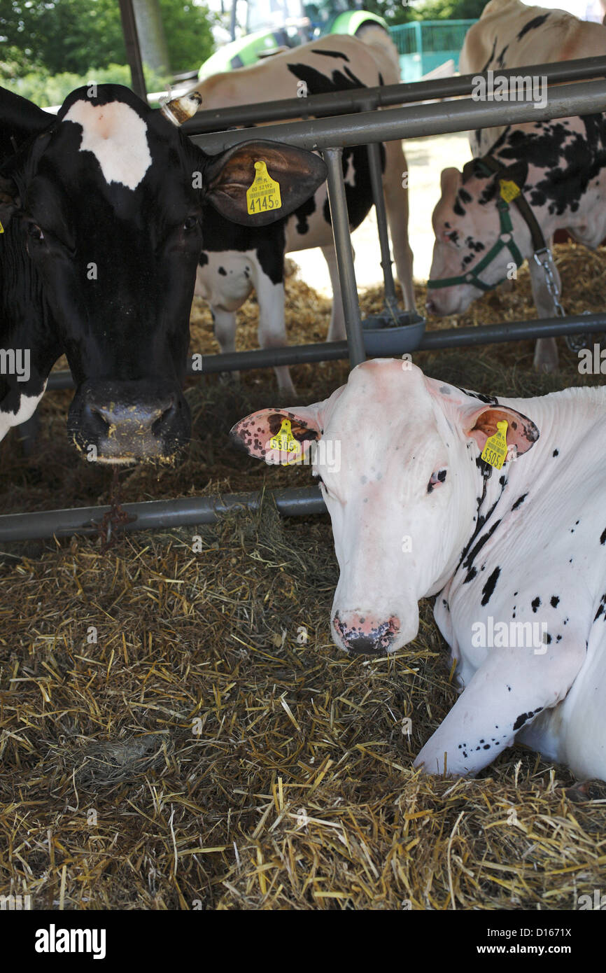 Polish cows hi-res stock photography and images - Alamy