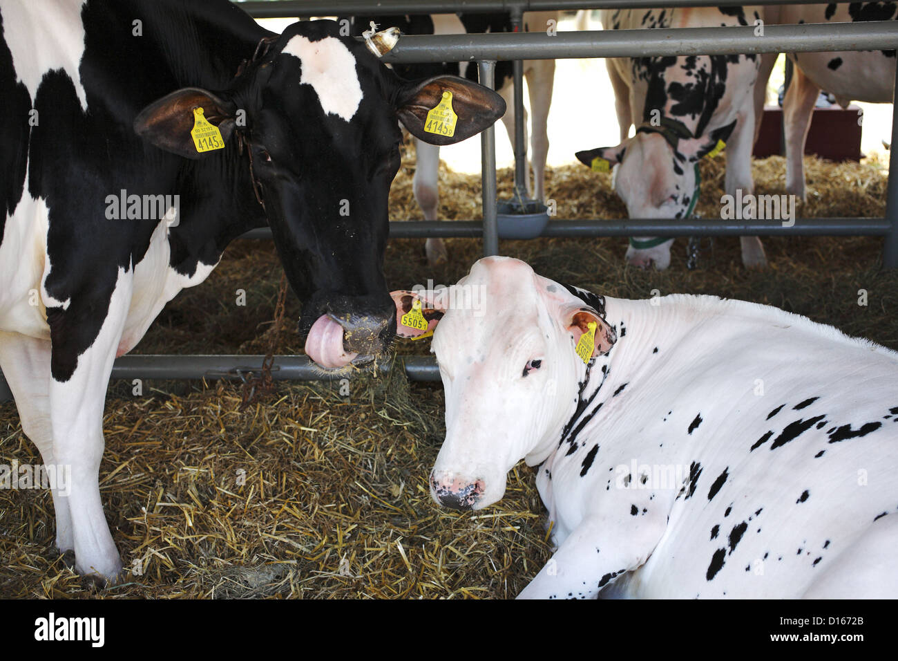 Polish cows hi-res stock photography and images - Alamy