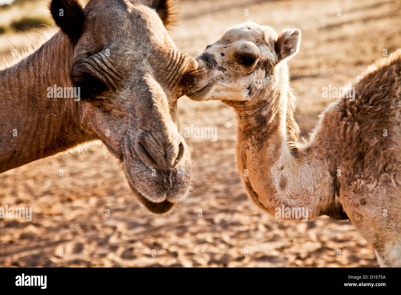 Baby camel with his mother hi-res stock photography and images - Alamy