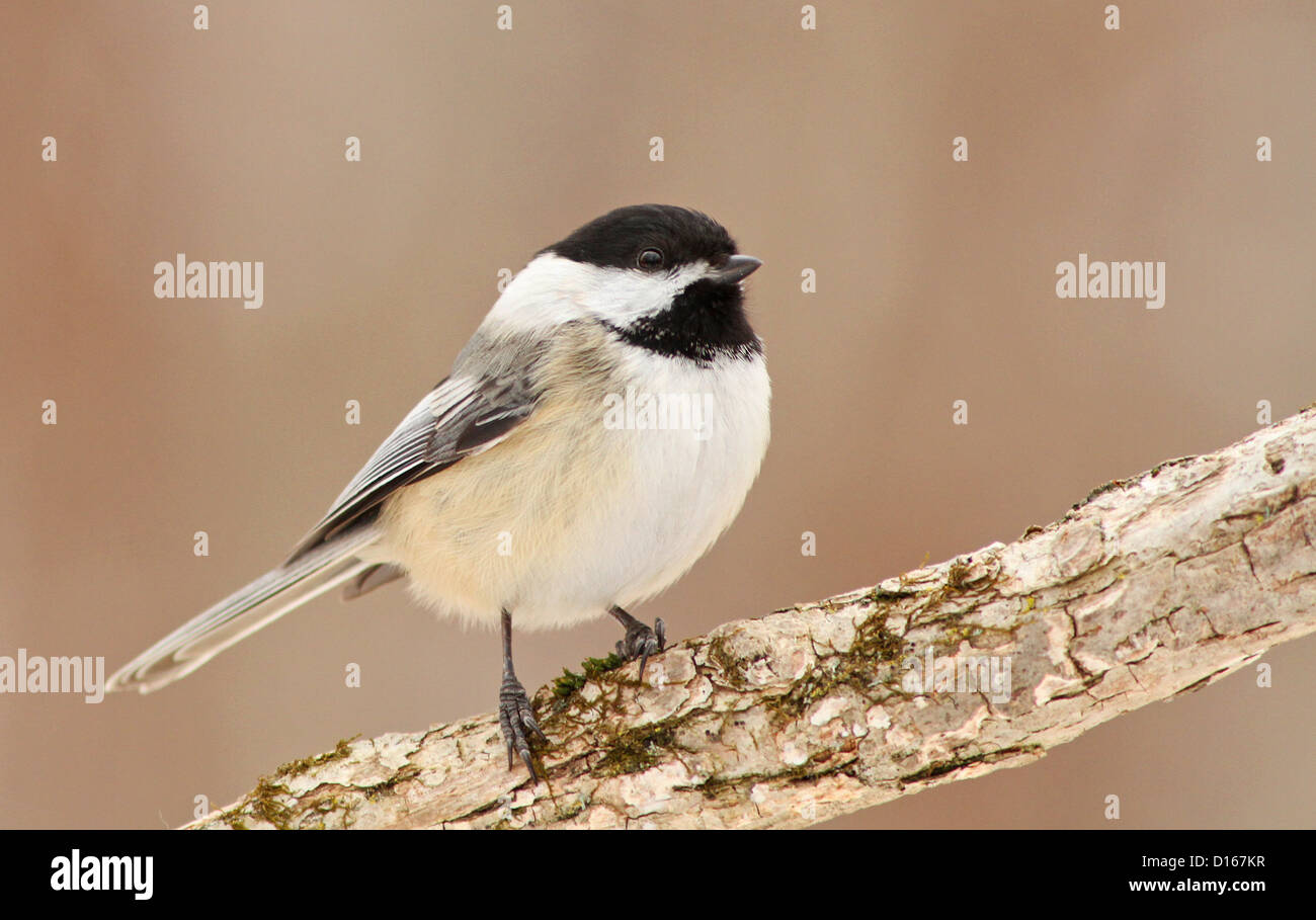 Black-capped Chickadee (Poecile atricapillus) isolated on a brown ...