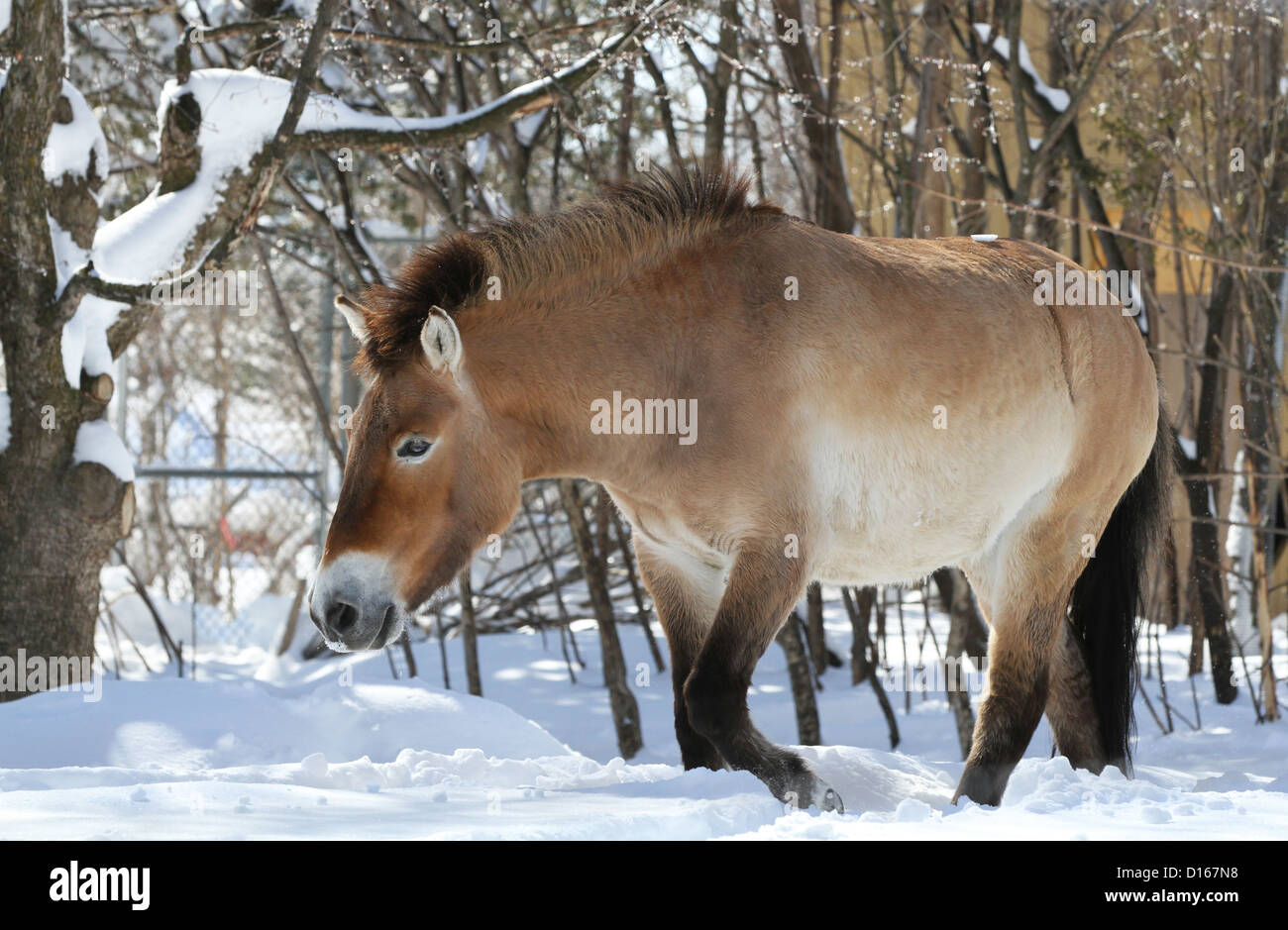 Przewalski's Mongolian Wild Horse (Equus ferus przewalskii) in winter ...