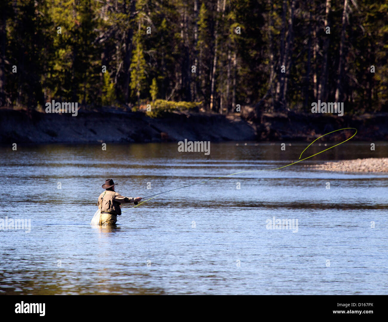 Fly Fishing in the Yellowstone National Park Stock Photo - Alamy