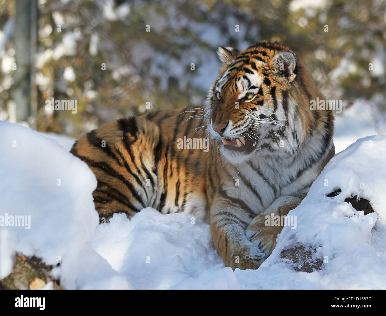 Siberian tiger winter hi-res stock photography and images - Alamy