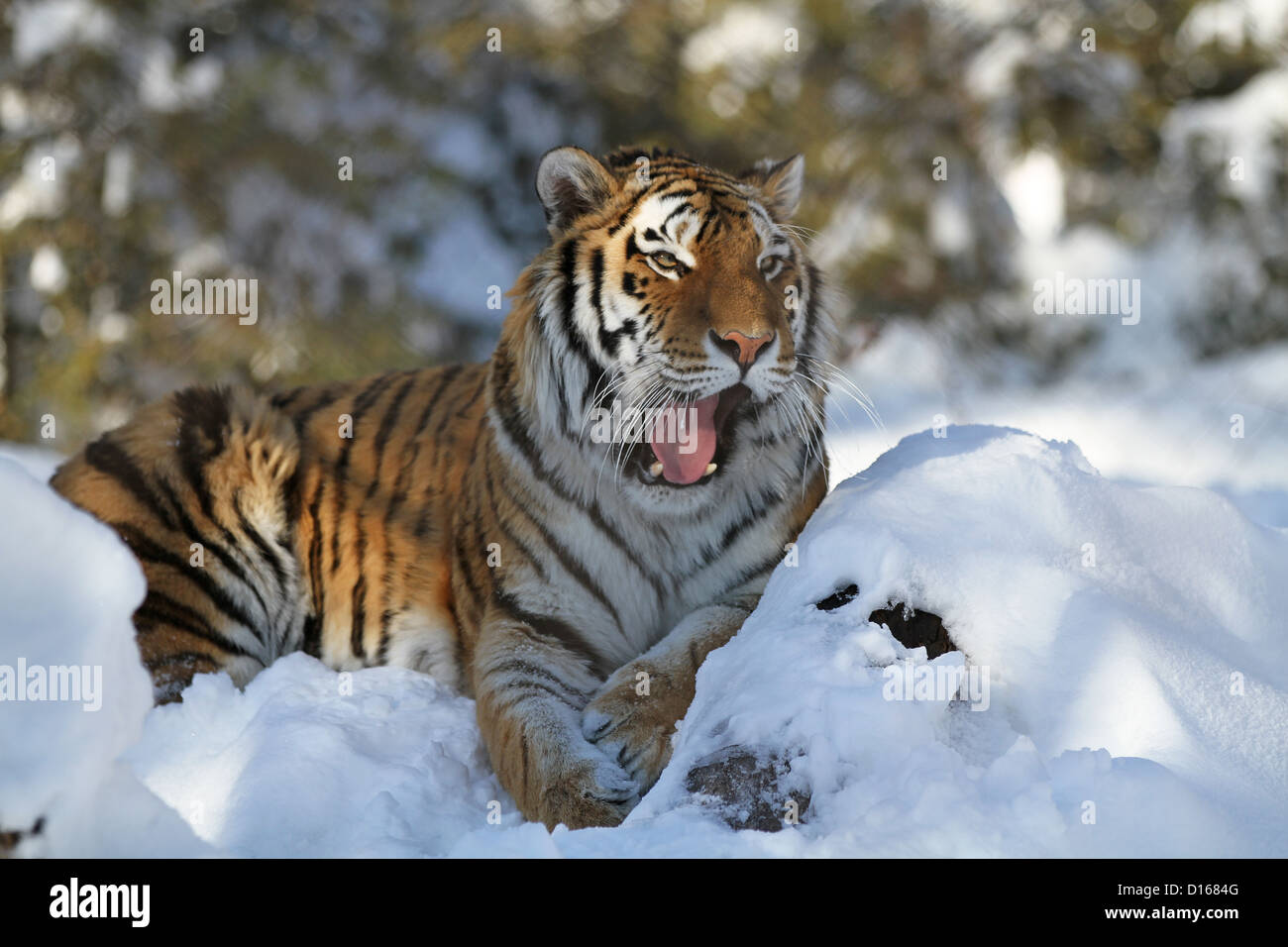 Siberian tiger snow hi-res stock photography and images - Alamy