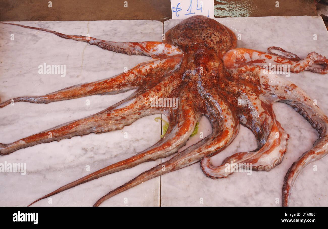 Octopus for sale at the seafood market, Palermo, Sicily, Italy Stock ...