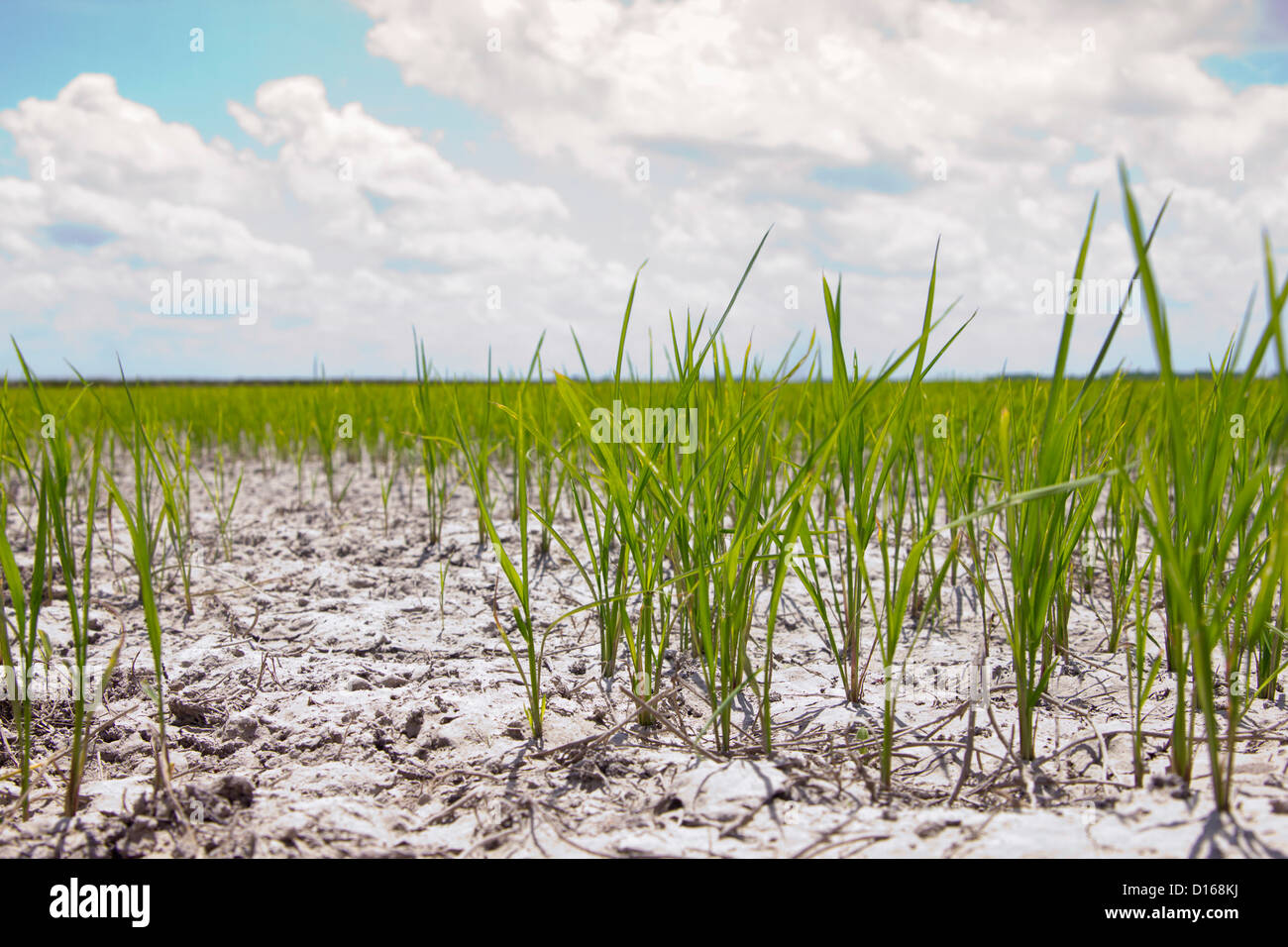 young rice sprouting in dry field. Oryza sativa Stock Photo - Alamy