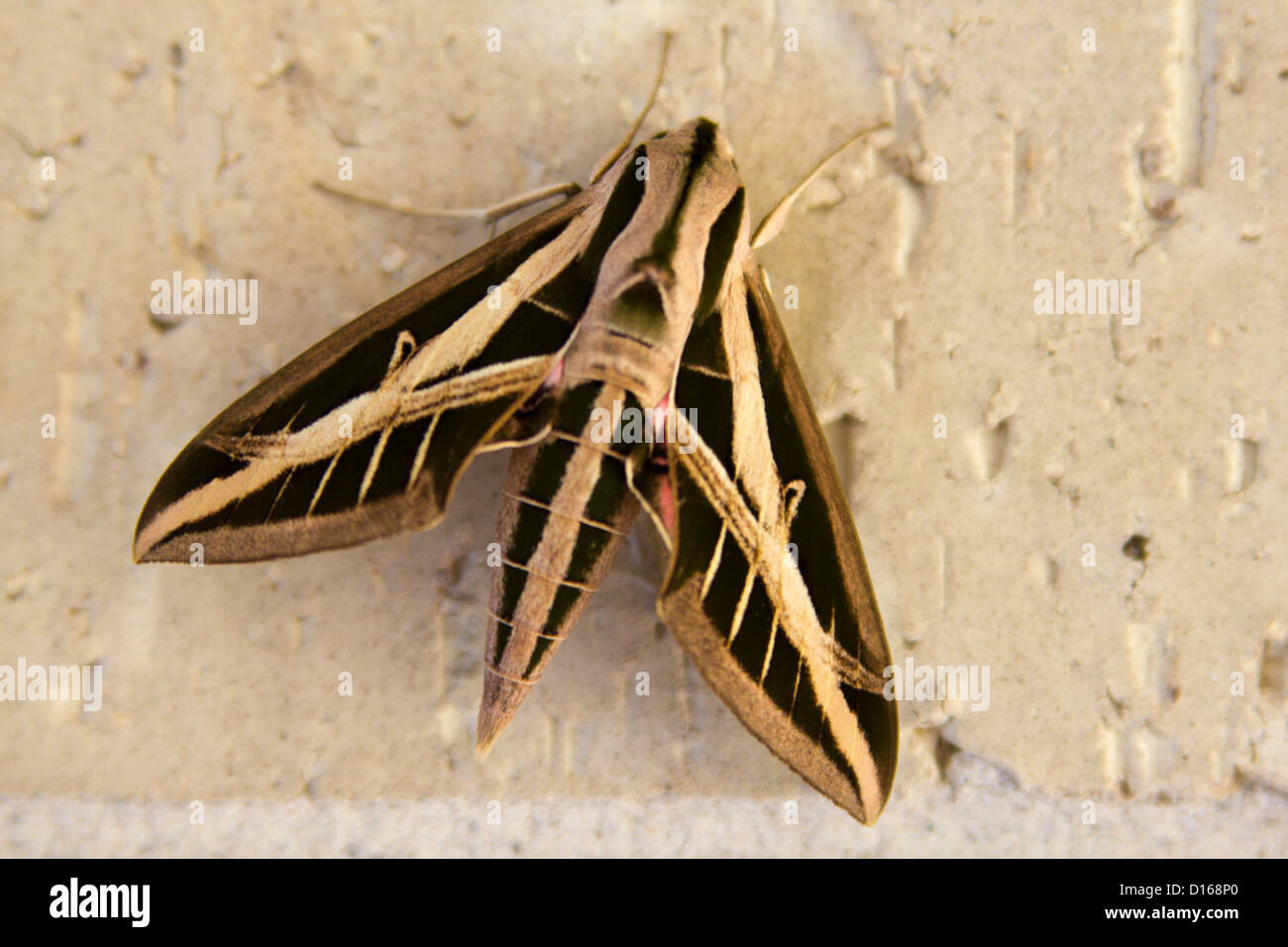 Vine Spinx Moth; Eumorpha vitis; Sphingidae Stock Photo - Alamy