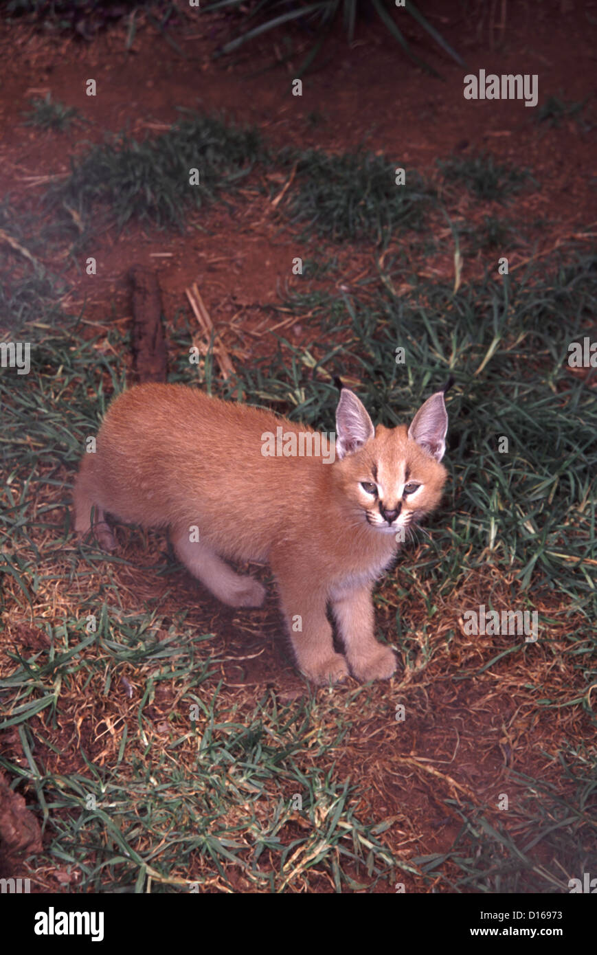 Caracal c hi-res stock photography and images - Alamy
