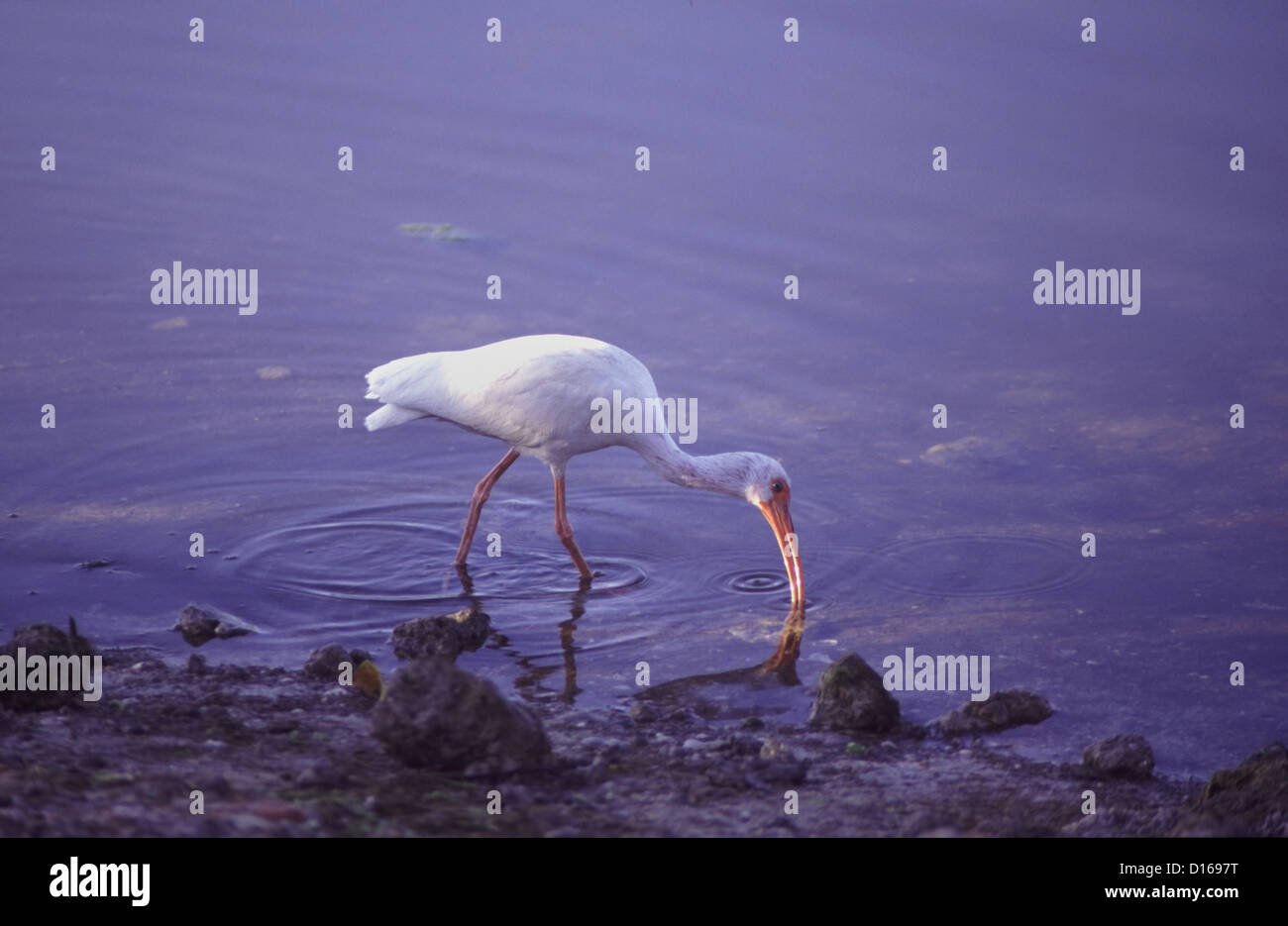 White Ibis (Eudocimus albus Stock Photo - Alamy