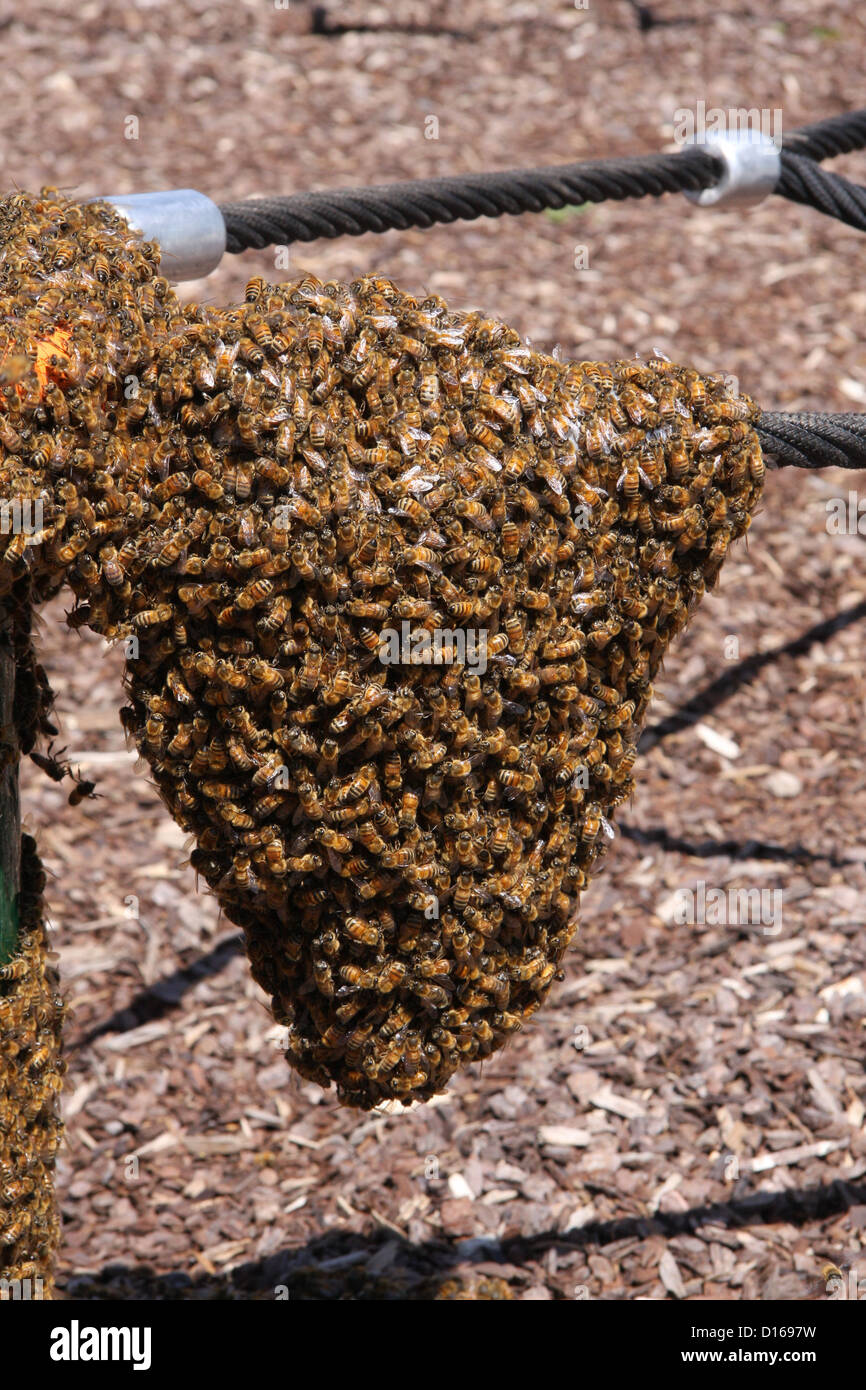 Life cycle of honeybees hi-res stock photography and images - Alamy