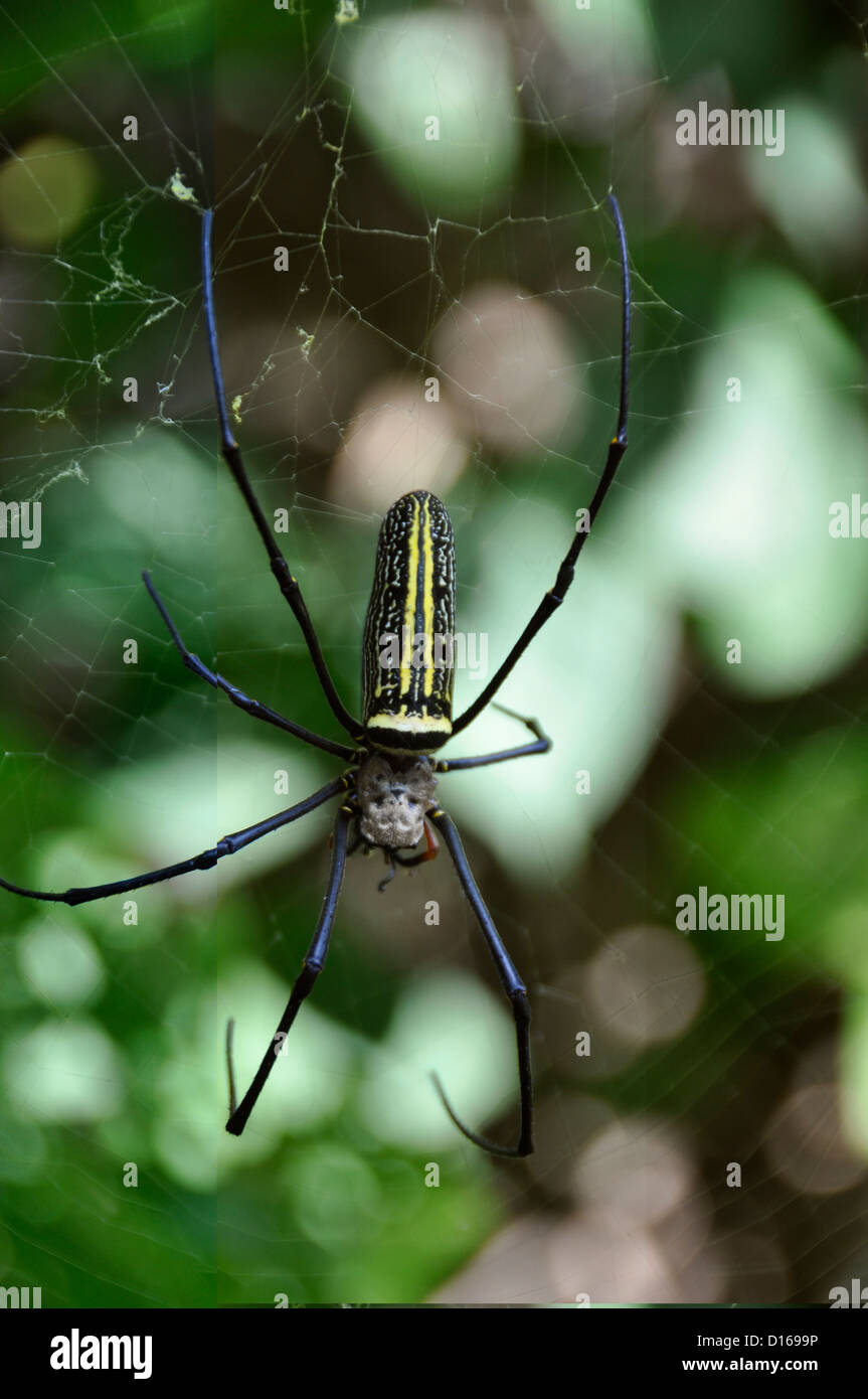 Golden Web Spider (Nephila pilipes Stock Photo - Alamy