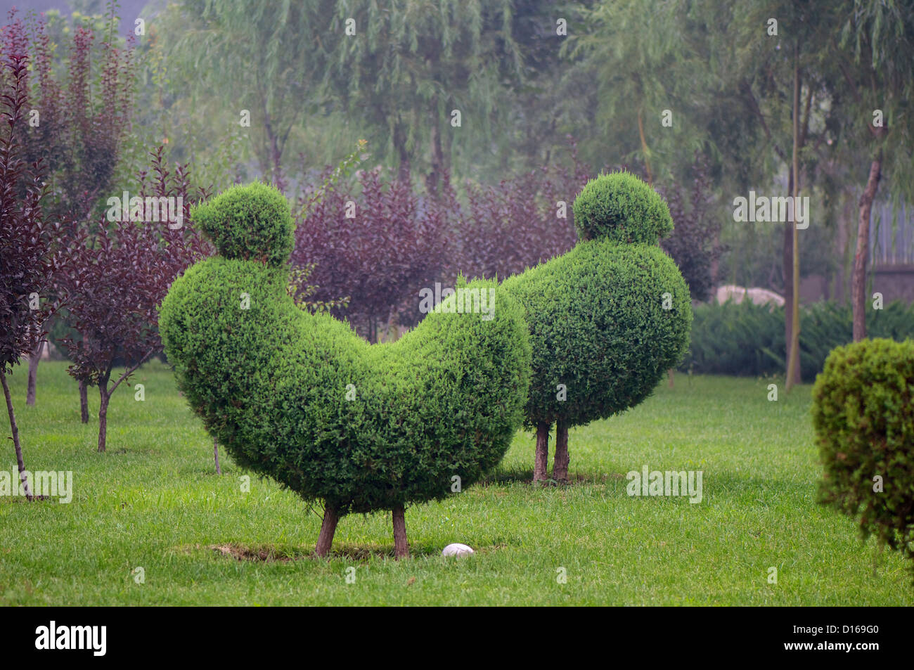horticultural model of two chicken bird cutting tree Stock Photo - Alamy