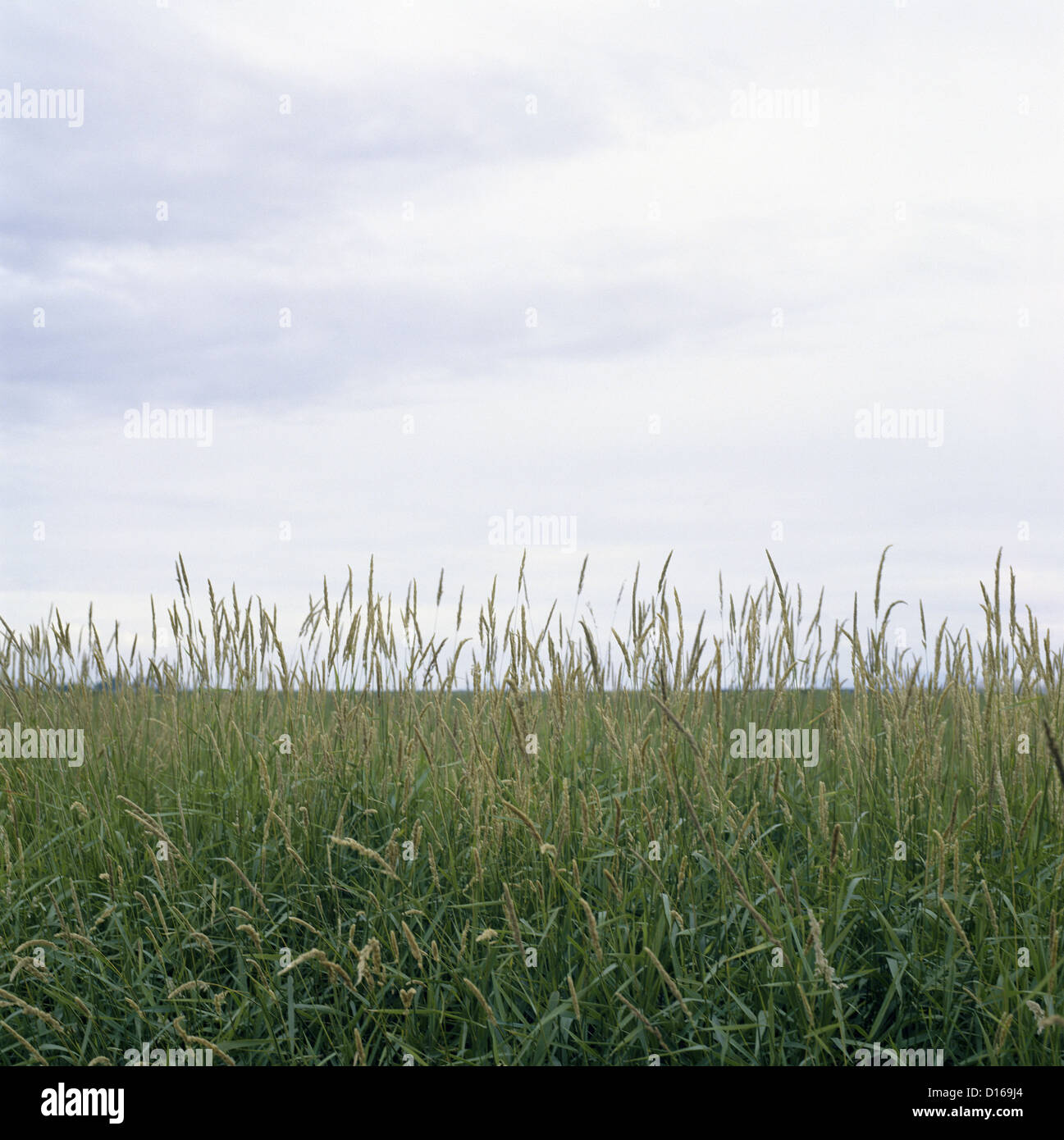 field of grass Stock Photo - Alamy