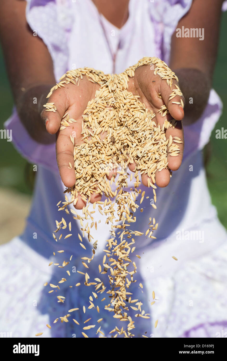 India harvested rice hi-res stock photography and images - Alamy