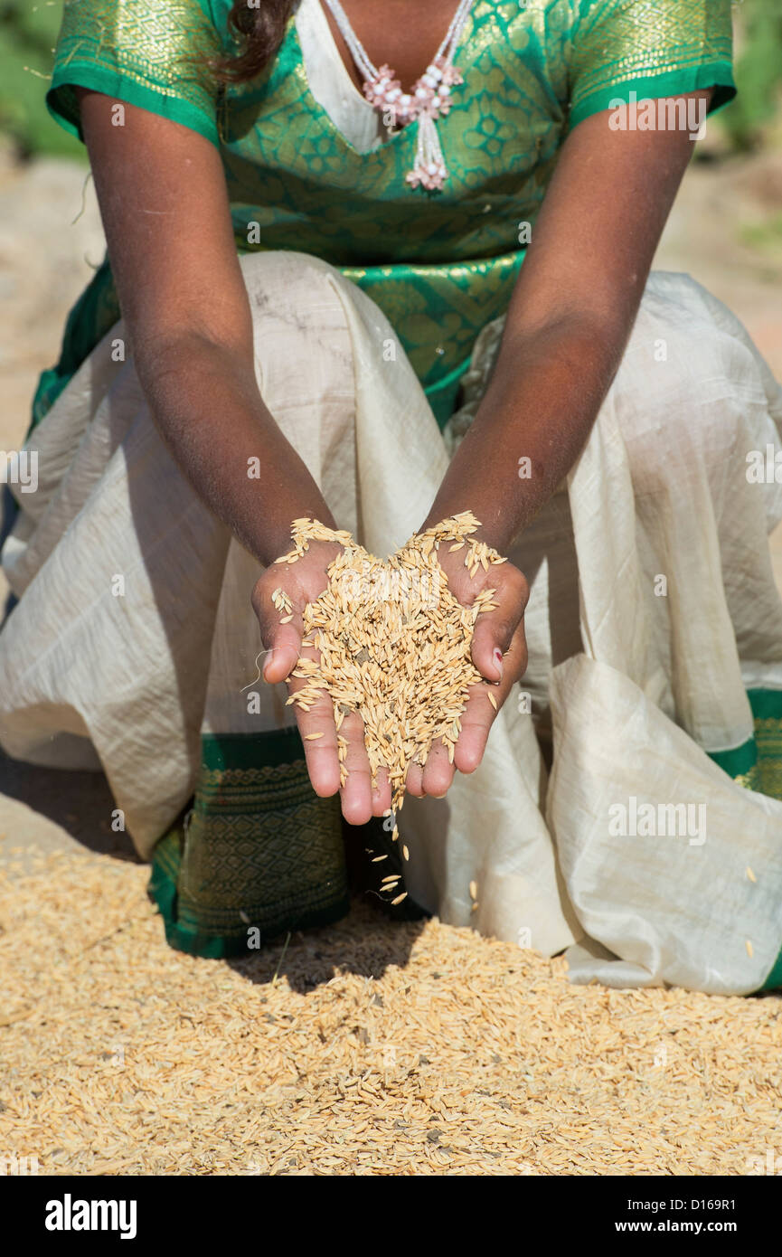 India harvested rice hi-res stock photography and images - Alamy