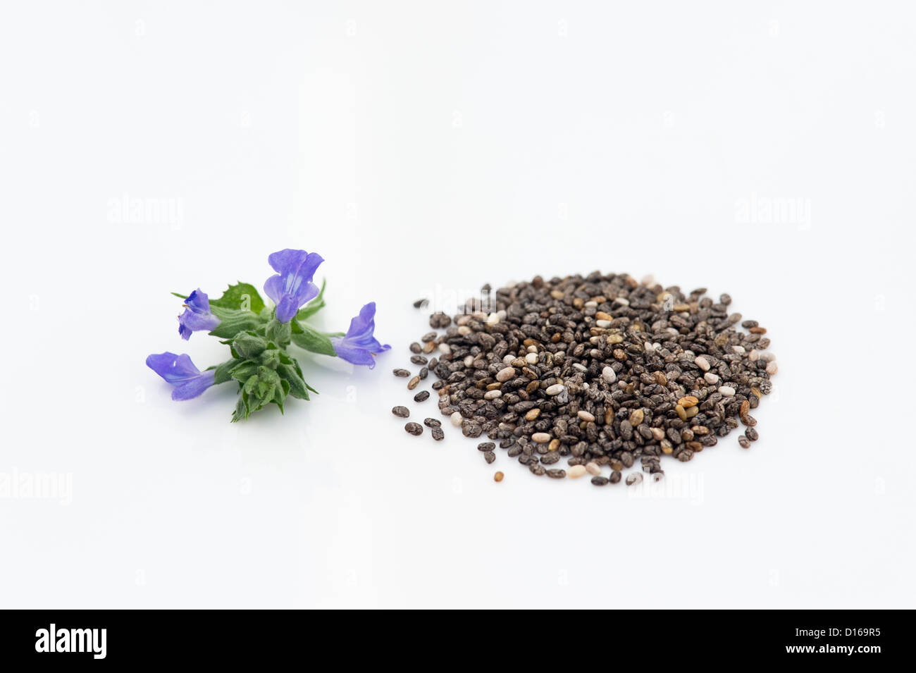Salvia Hispanica . Chia seeds and flowers on white background Stock ...