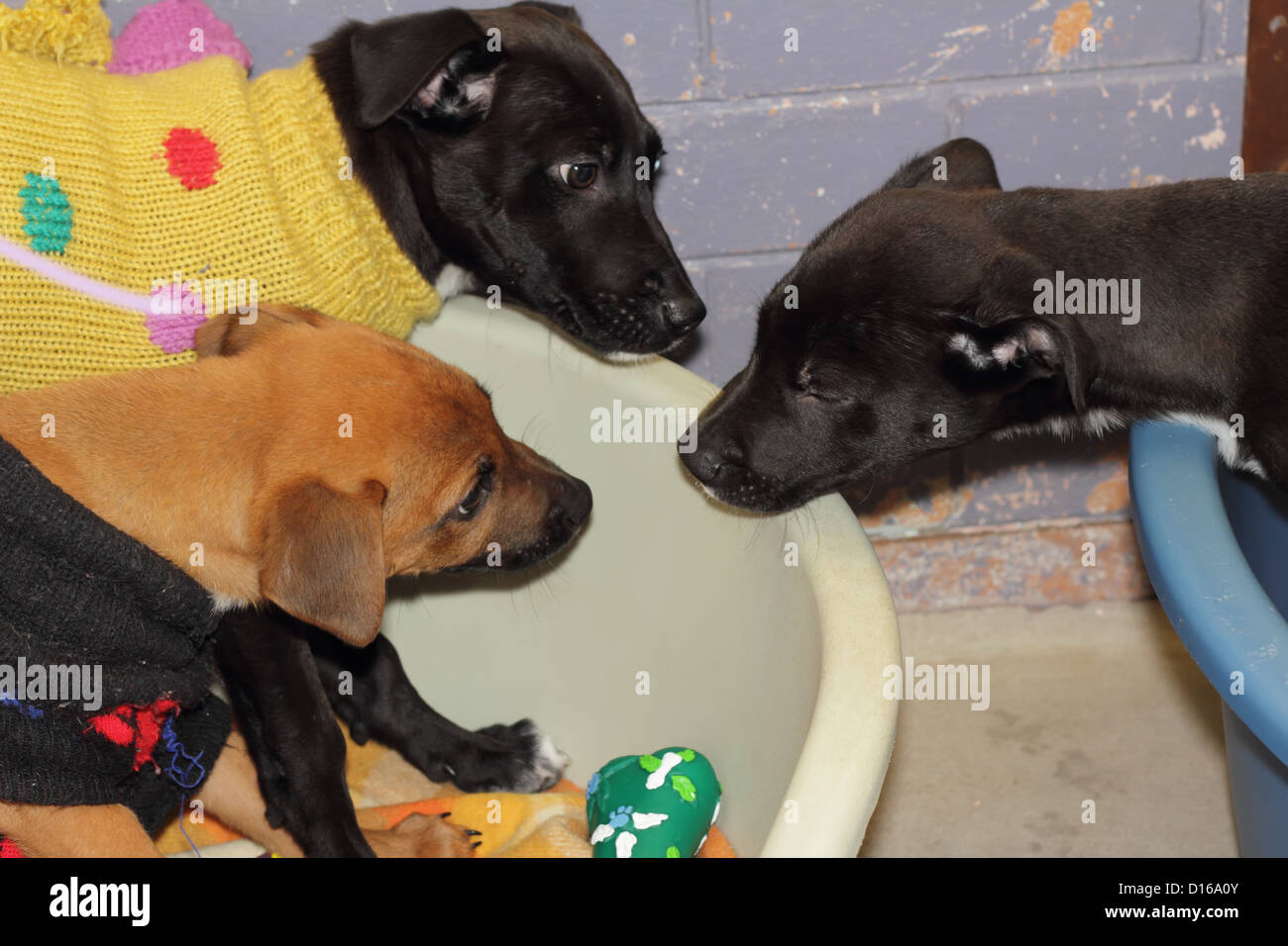 Puppies Playing Together Stock Photo - Alamy