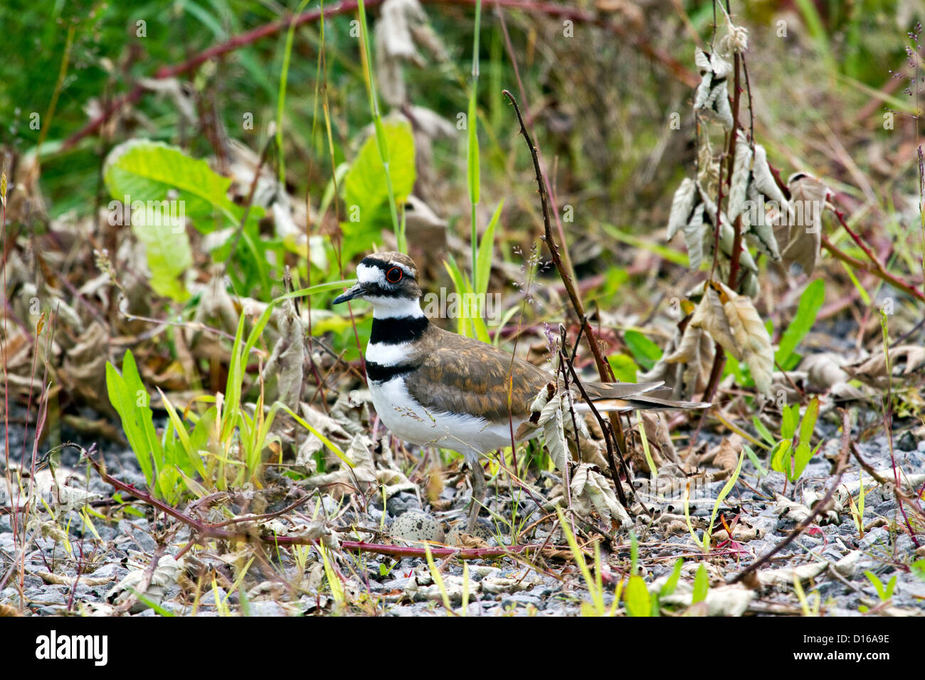 Killdeer guarding nest Stock Photo - Alamy