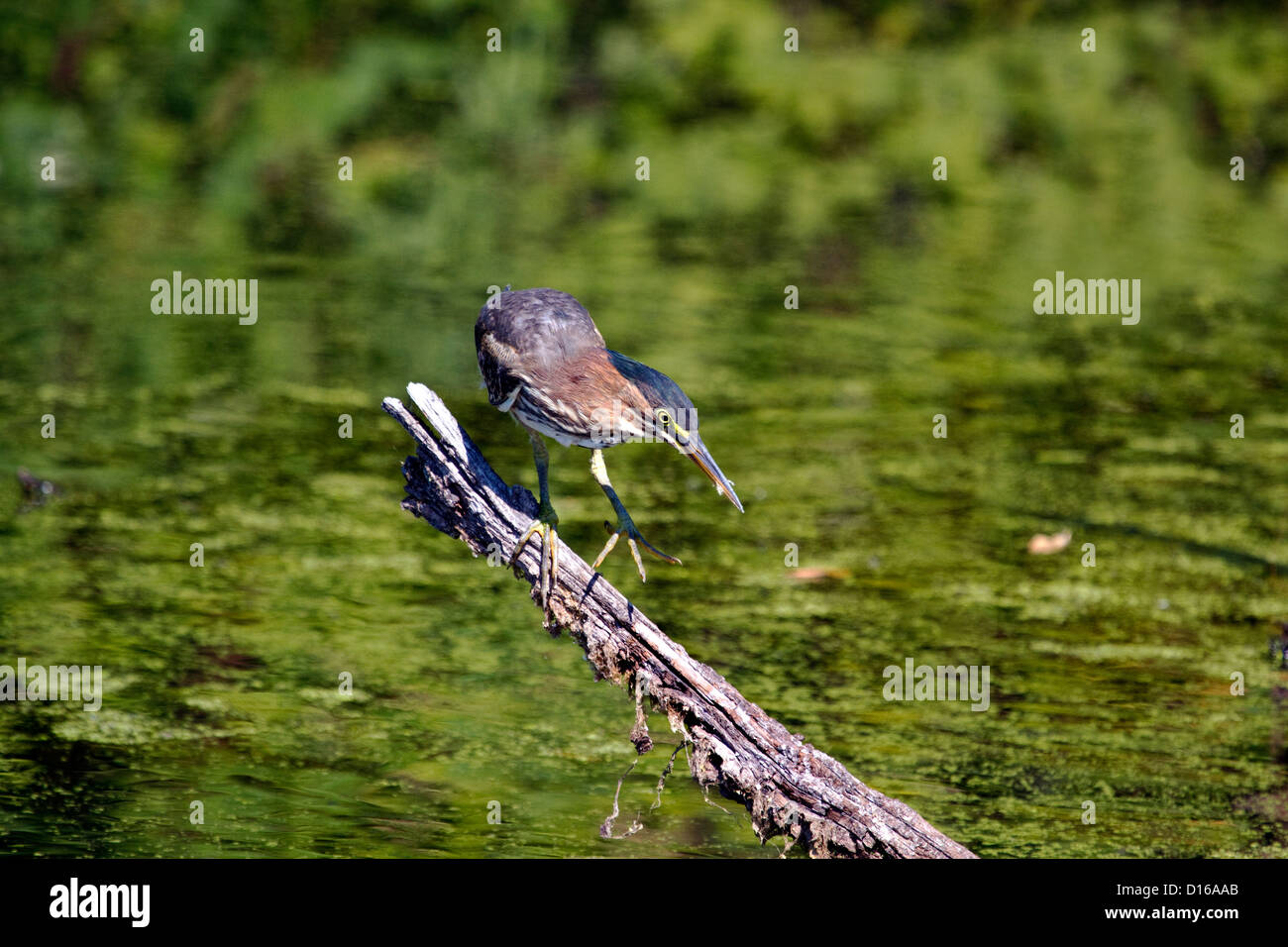 Green Heron hunting Stock Photo - Alamy