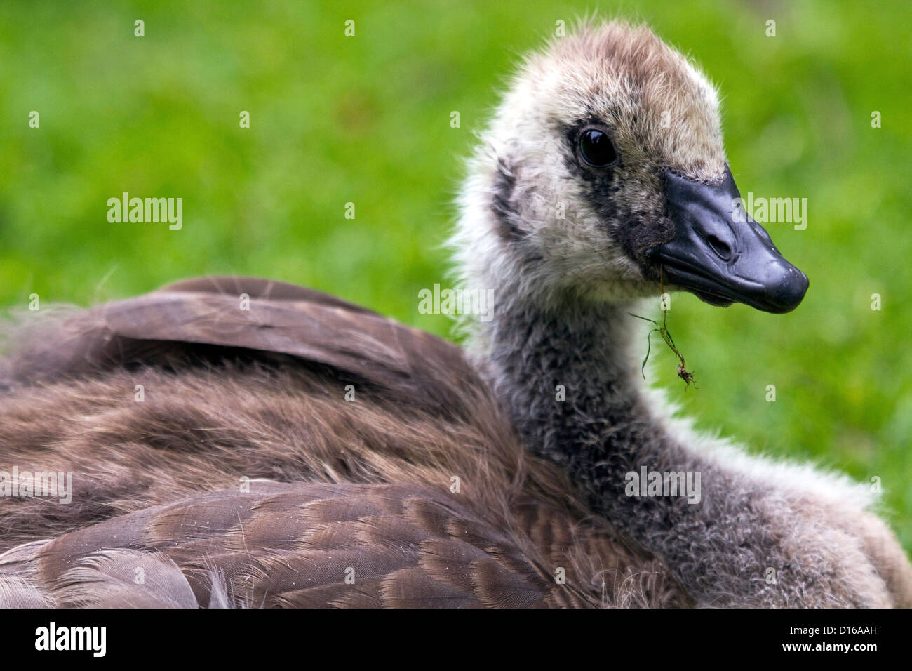 Canada goose sitting down hi-res stock photography and images - Alamy