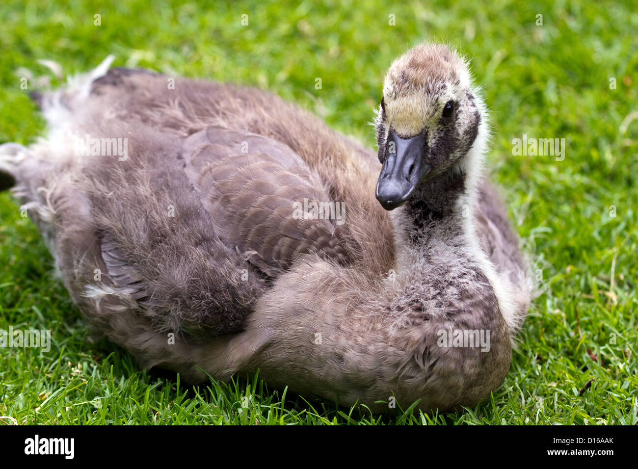 Canada goose sitting down hi-res stock photography and images - Alamy