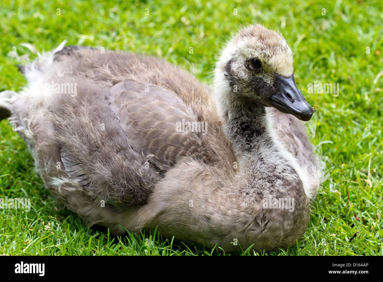 Gosling green hi-res stock photography and images - Alamy