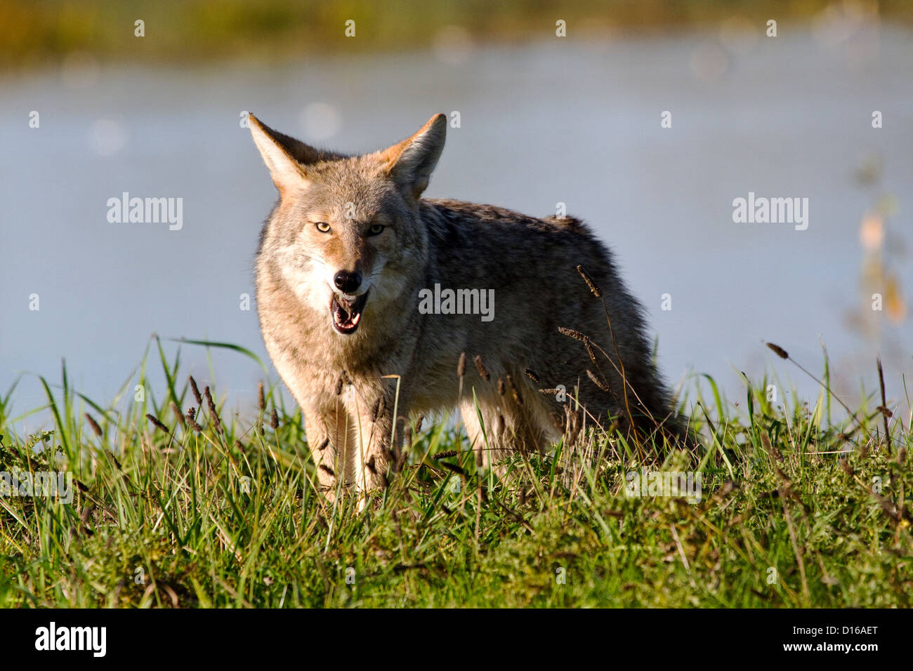Coyote eating a rodent Stock Photo - Alamy