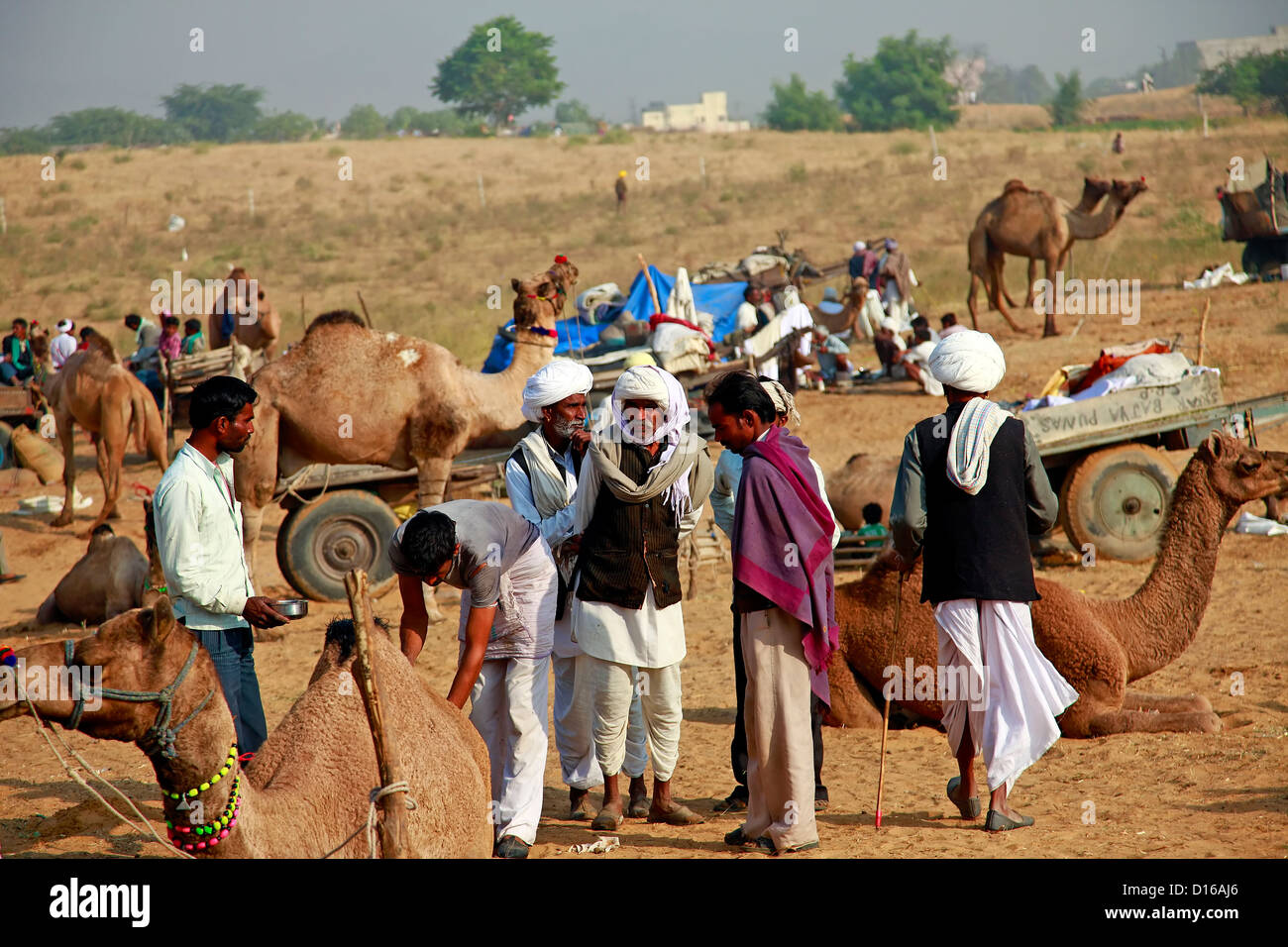 Pushkar Livestock Festival Stock Photo - Alamy