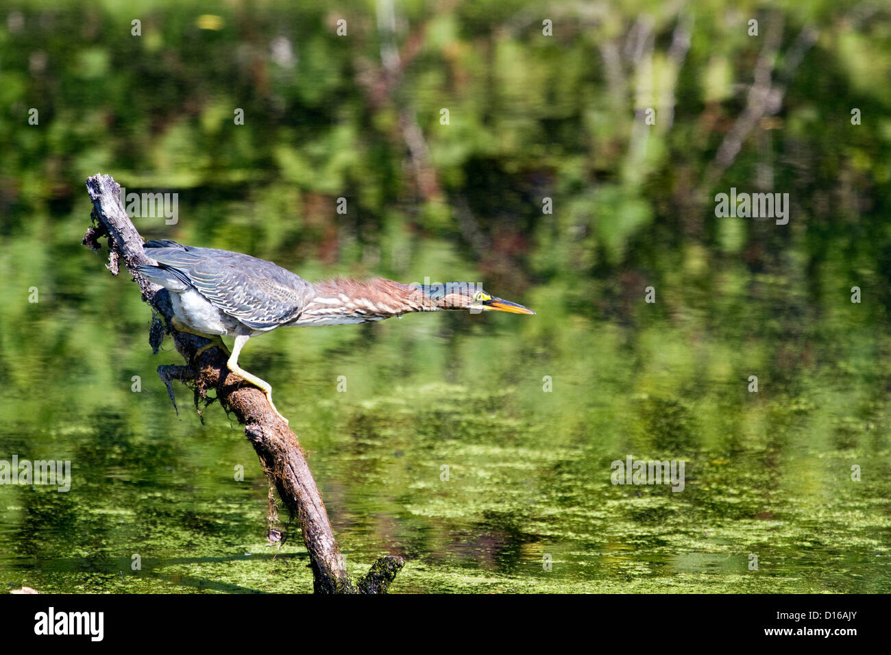 Green Heron hunting Stock Photo - Alamy