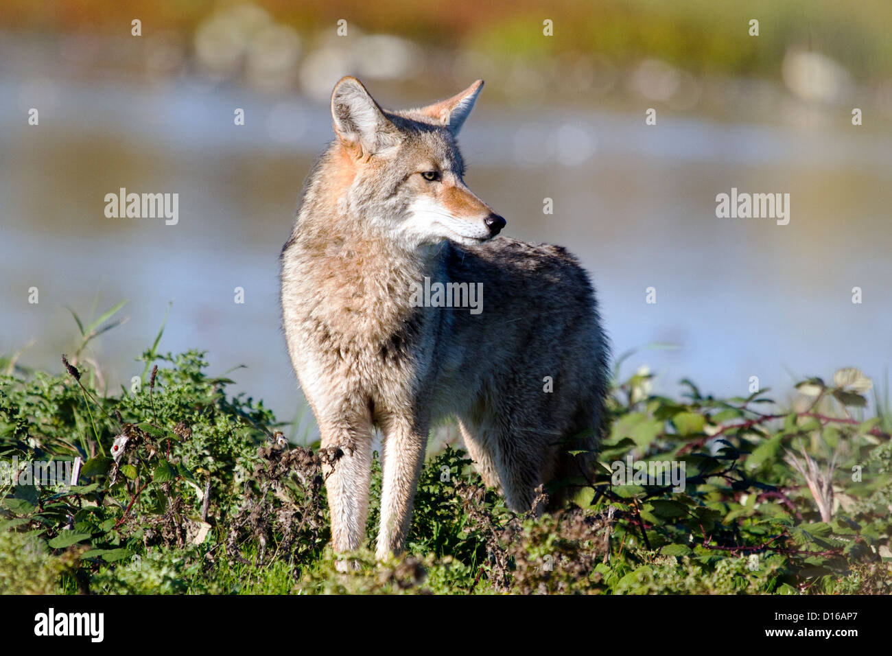 Hunting wildlife hi-res stock photography and images - Alamy