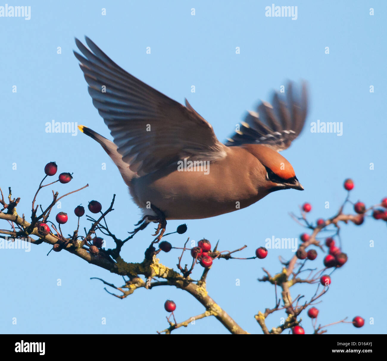 Flying waxwing hi-res stock photography and images - Alamy