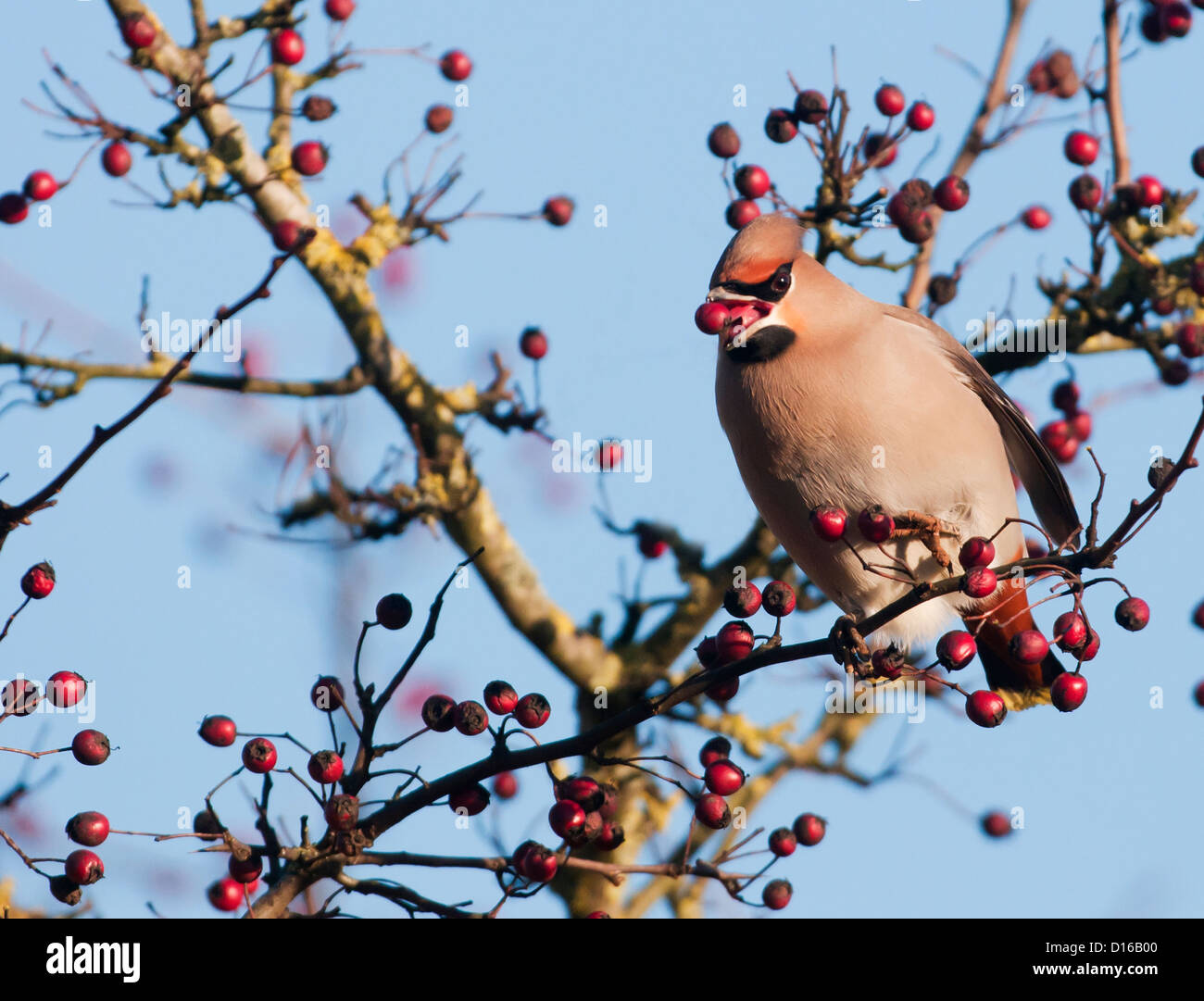 Hawthorn berry bird hi-res stock photography and images - Alamy