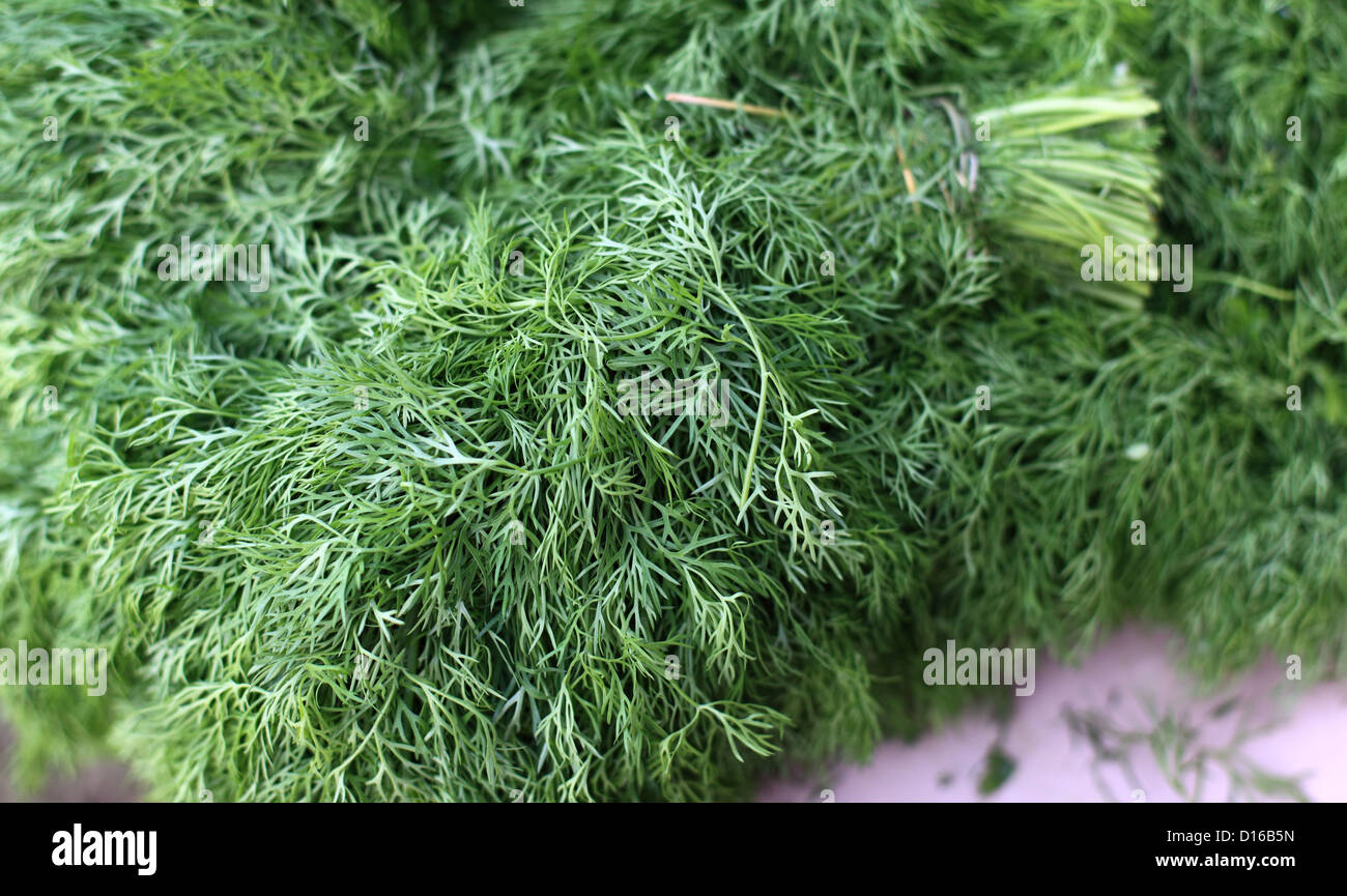 Bunch of Dill Stock Photo - Alamy