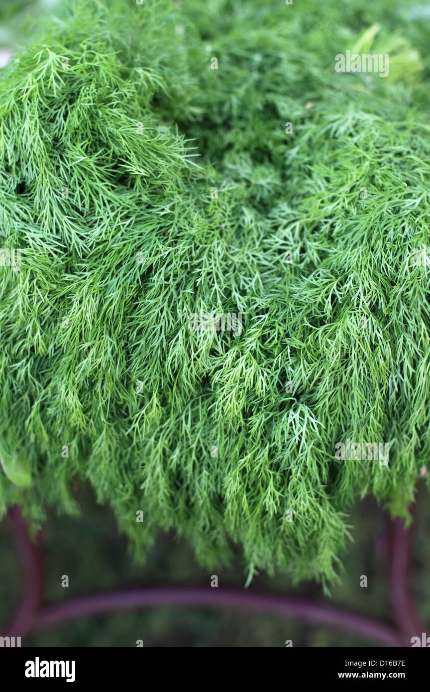 Dill fronds hi-res stock photography and images - Alamy